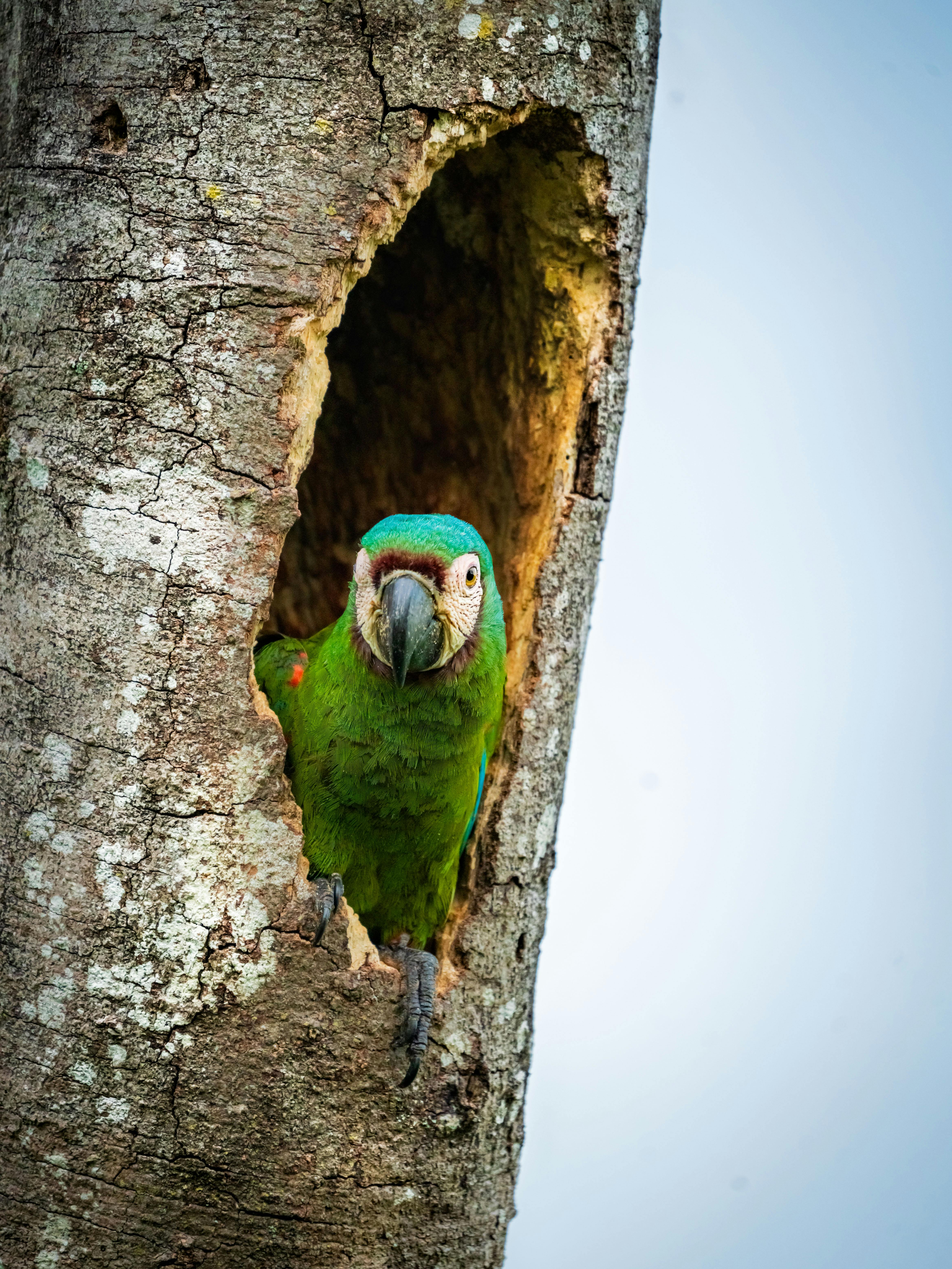 Foto profissional gratuita de abrigo de animais, ação da vida selvagem ...