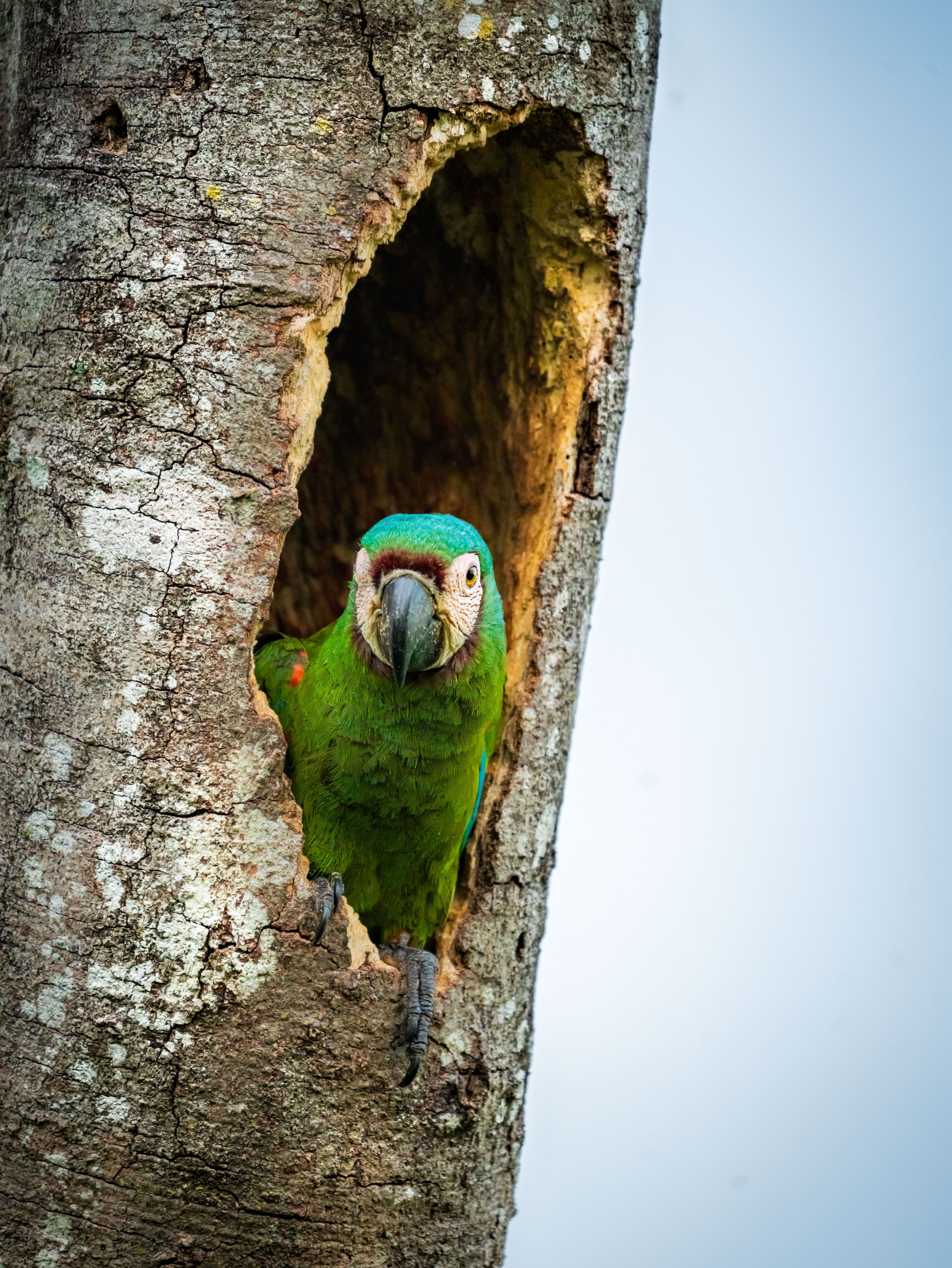 Parrot Nestled in Tree Hollow in Colombia · Free Stock Photo