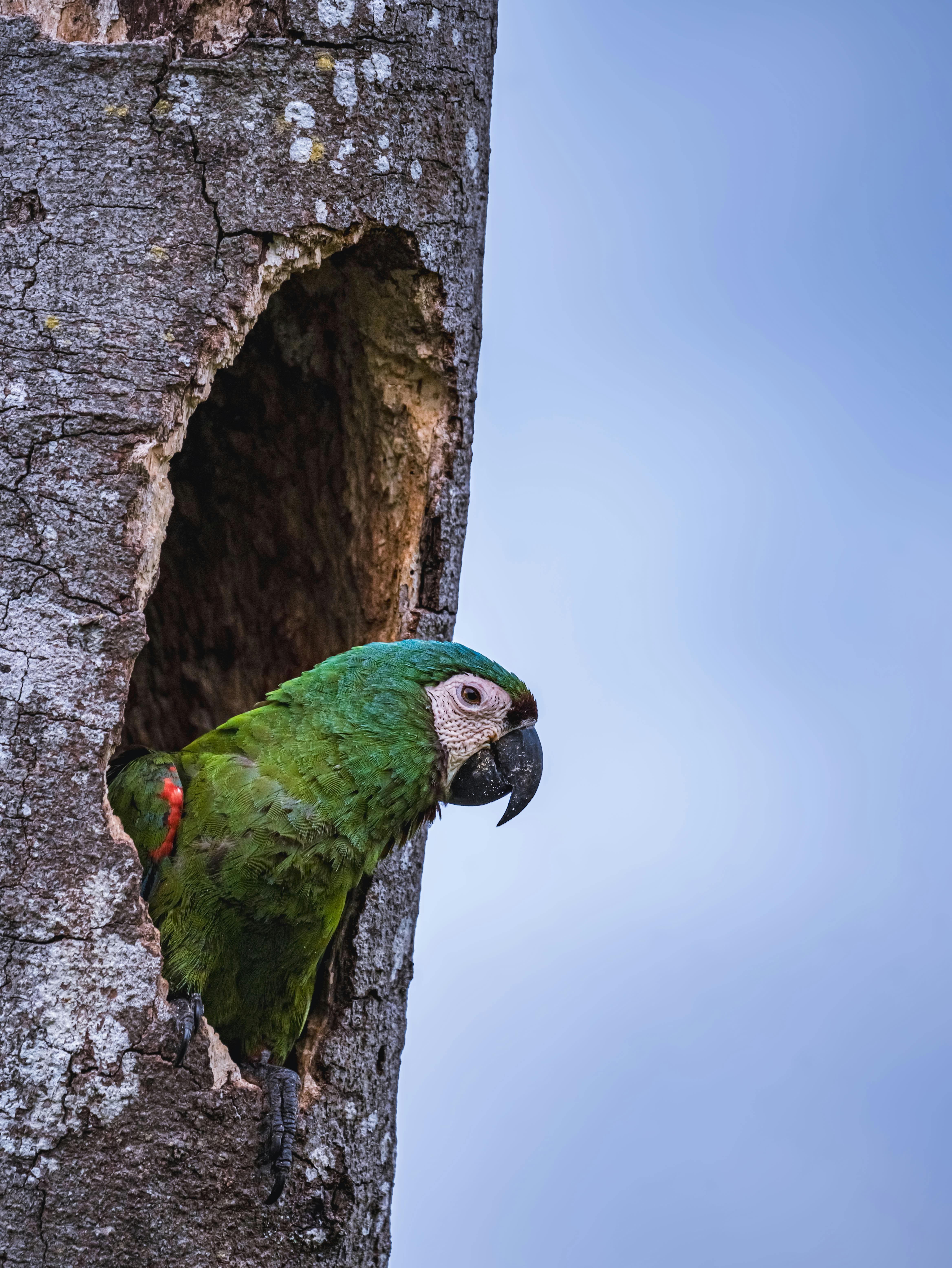 Green Parrot Nesting in Tree in Colombia · Free Stock Photo
