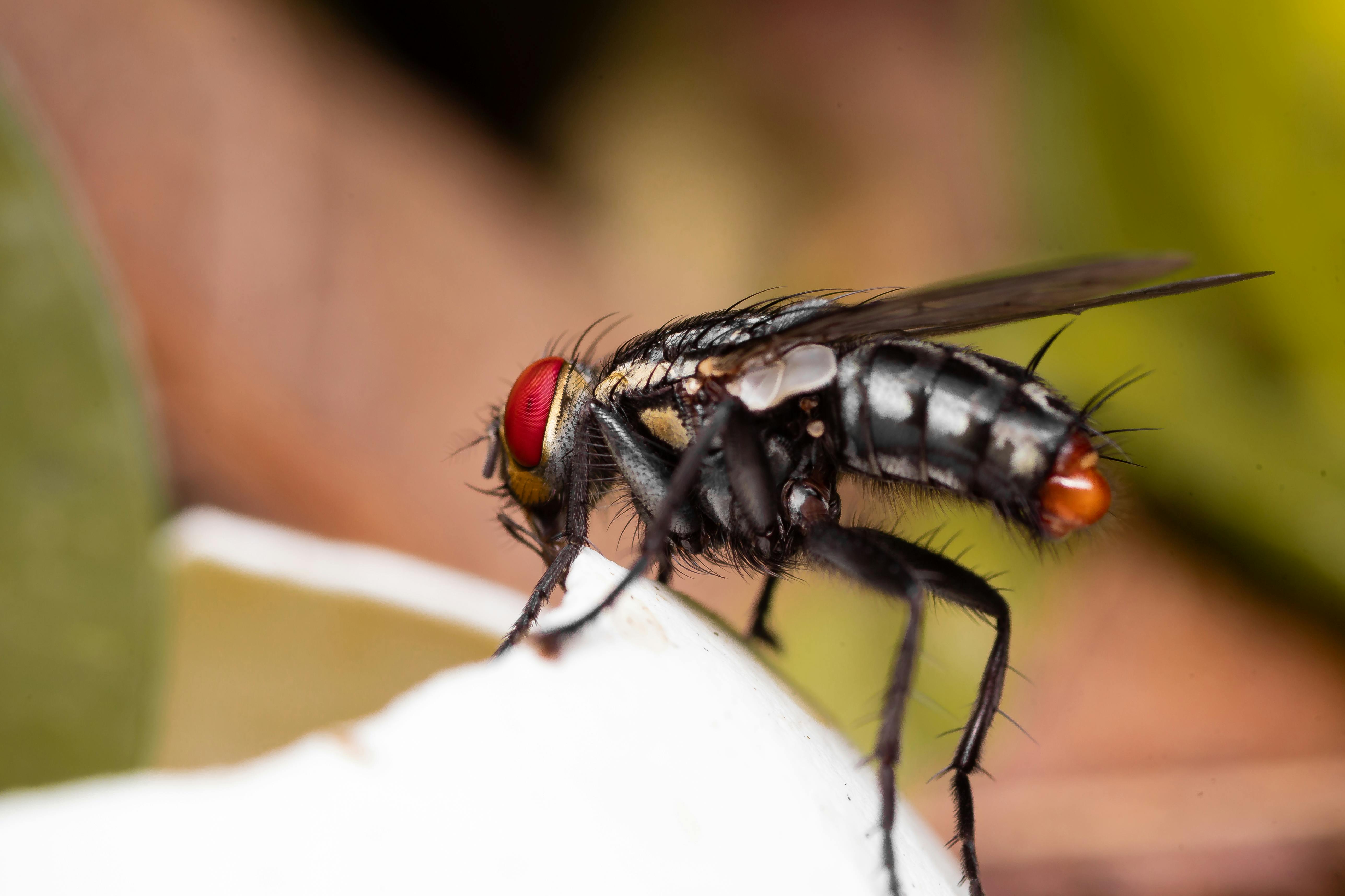 Macro Photo of Black Fly · Free Stock Photo