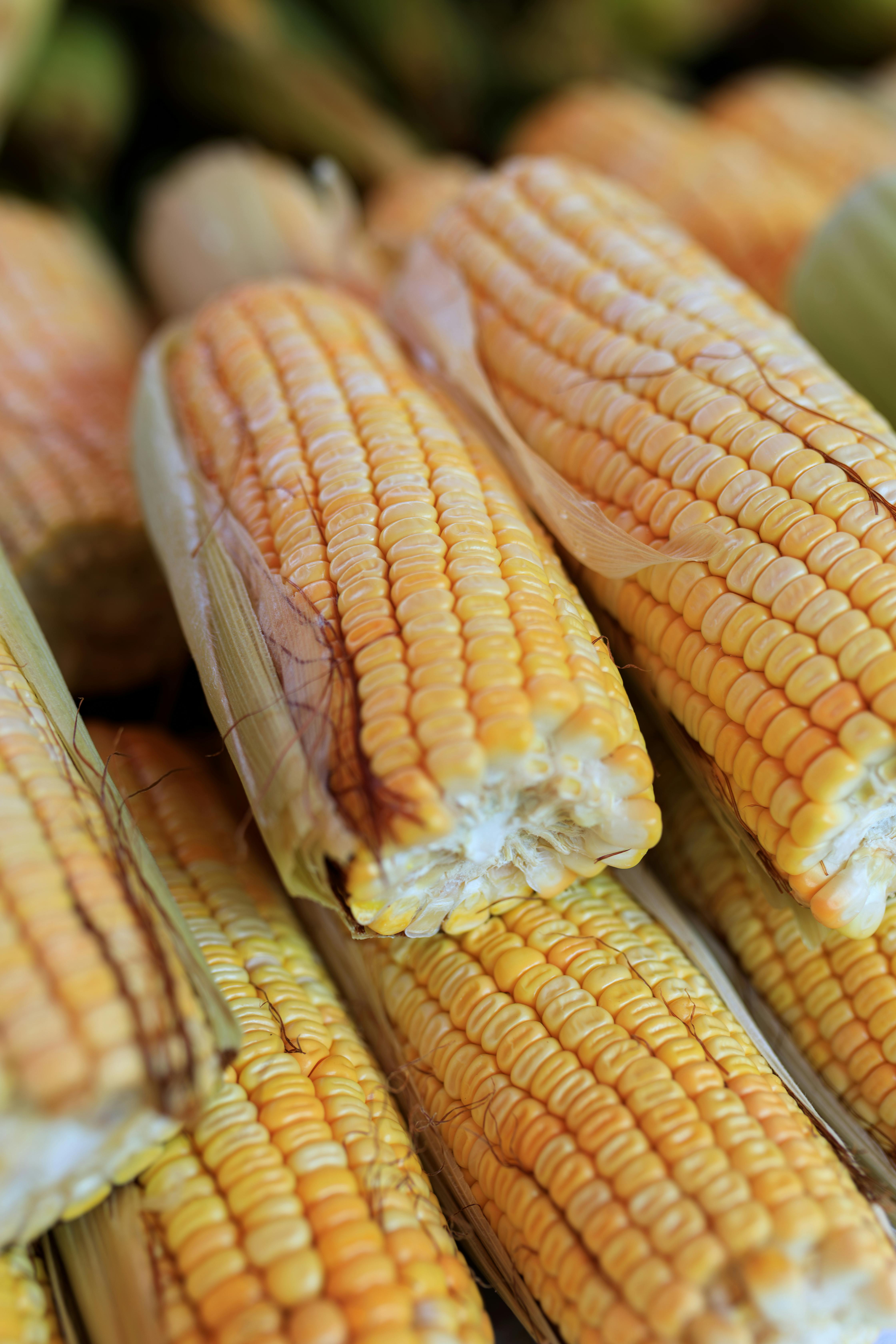 Close-Up of Fresh Raw Corn Cobs on Display · Free Stock Photo