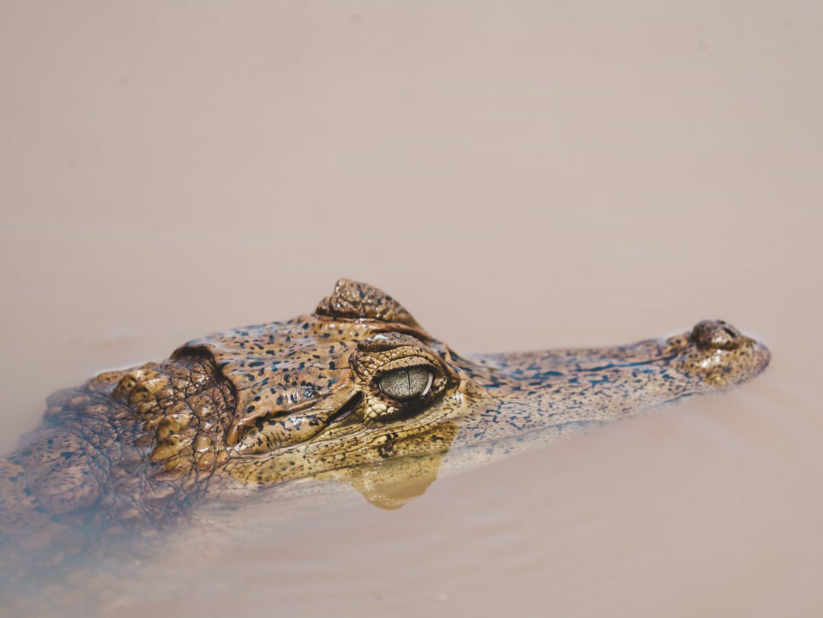 Crocodile Waiting Motionless In Water Photos, Download The BEST Free ...