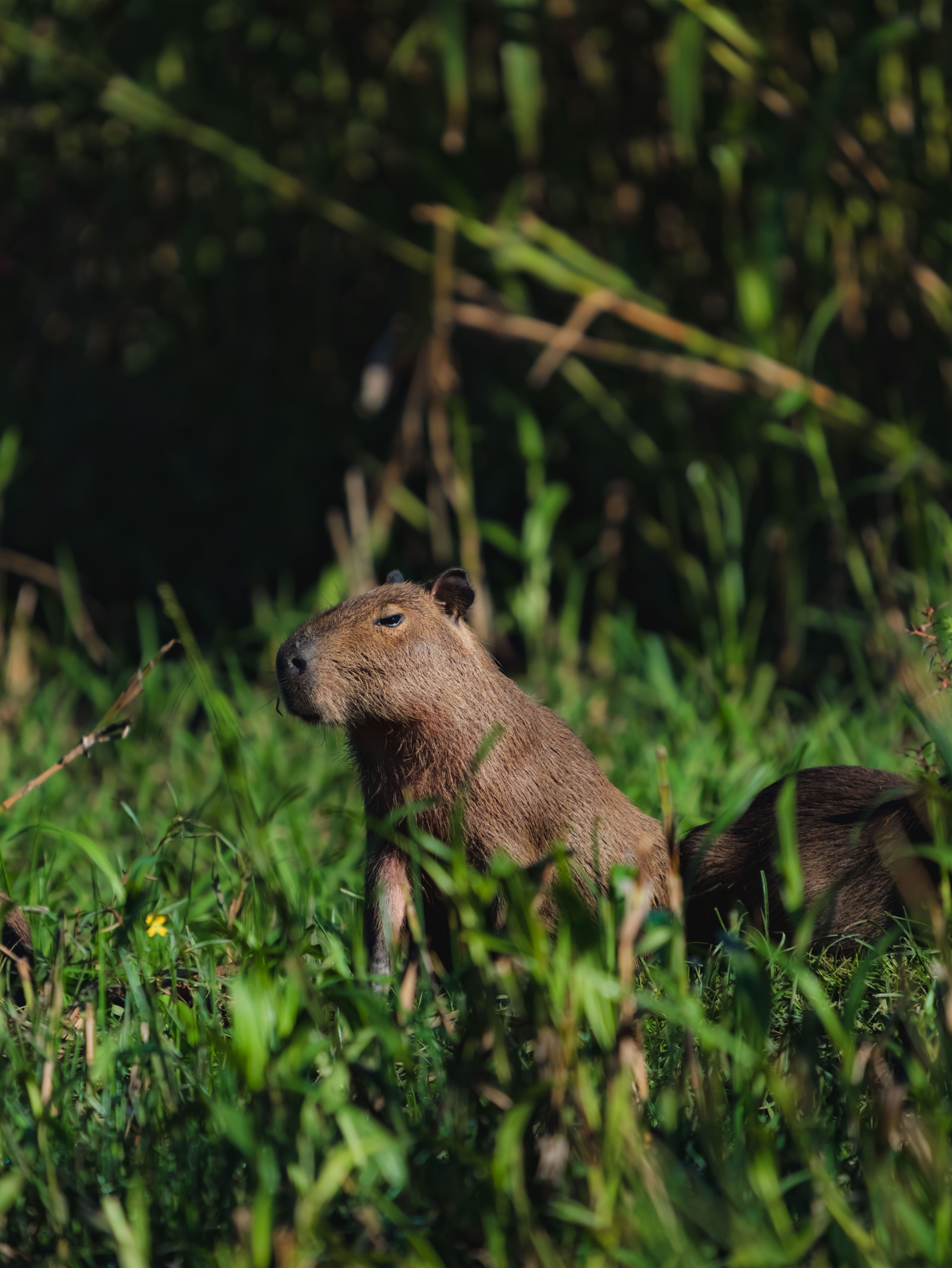 Capibara En La Naturaleza Colombiana · Foto de stock gratuita