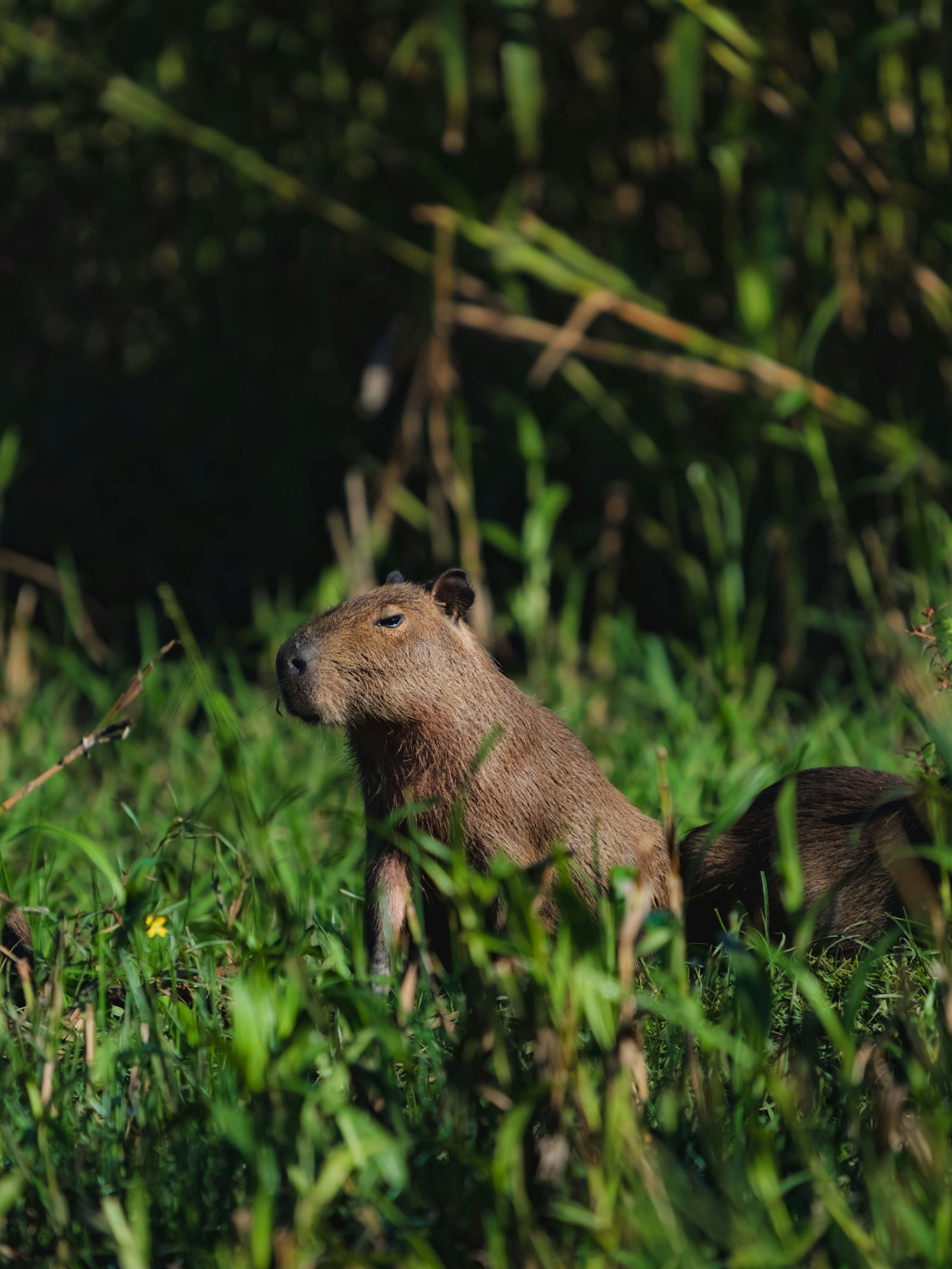 134+ Fotos y Imágenes de Capibara Gratis · Banco de Fotos Gratis