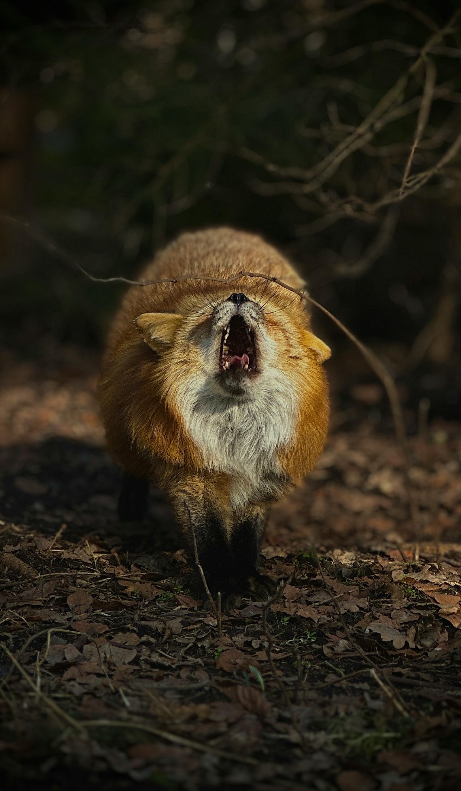 Forest Animals Photos, Download The BEST Free Forest Animals Stock ...