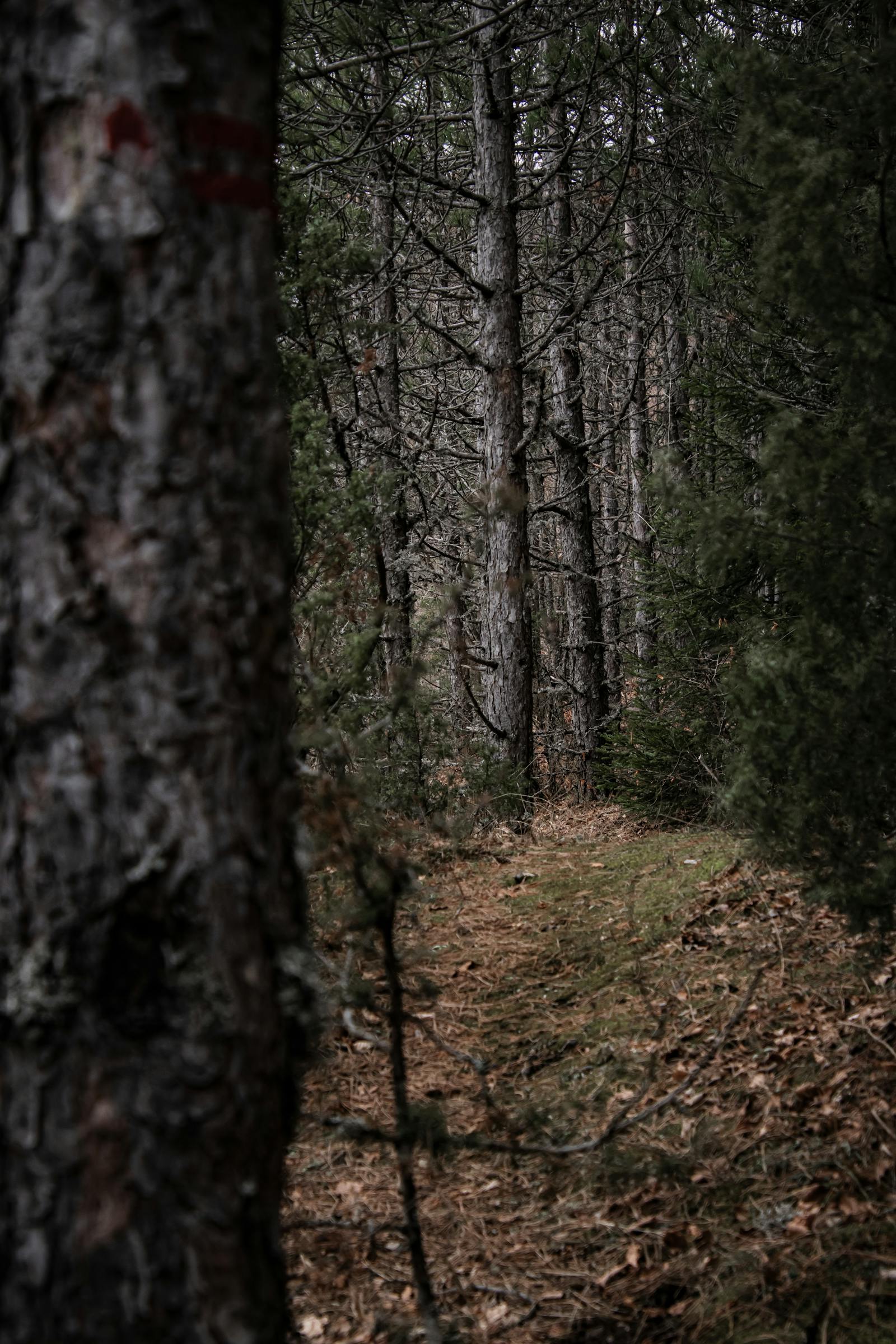 Pine Forest Photos, Download The BEST Free Pine Forest Stock Photos ...