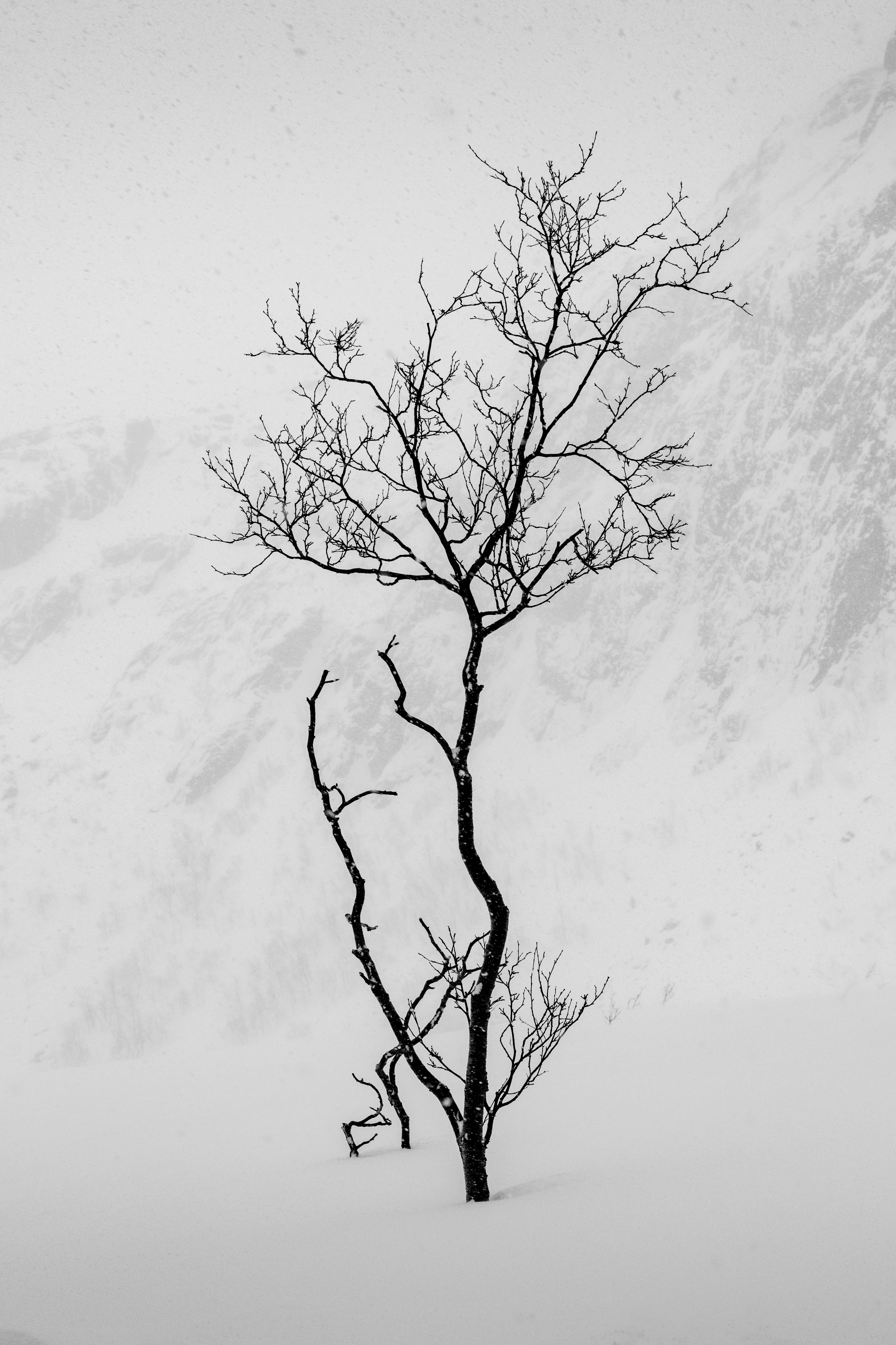 Lonely Tree in a Snowy Mountain Landscape · Free Stock Photo