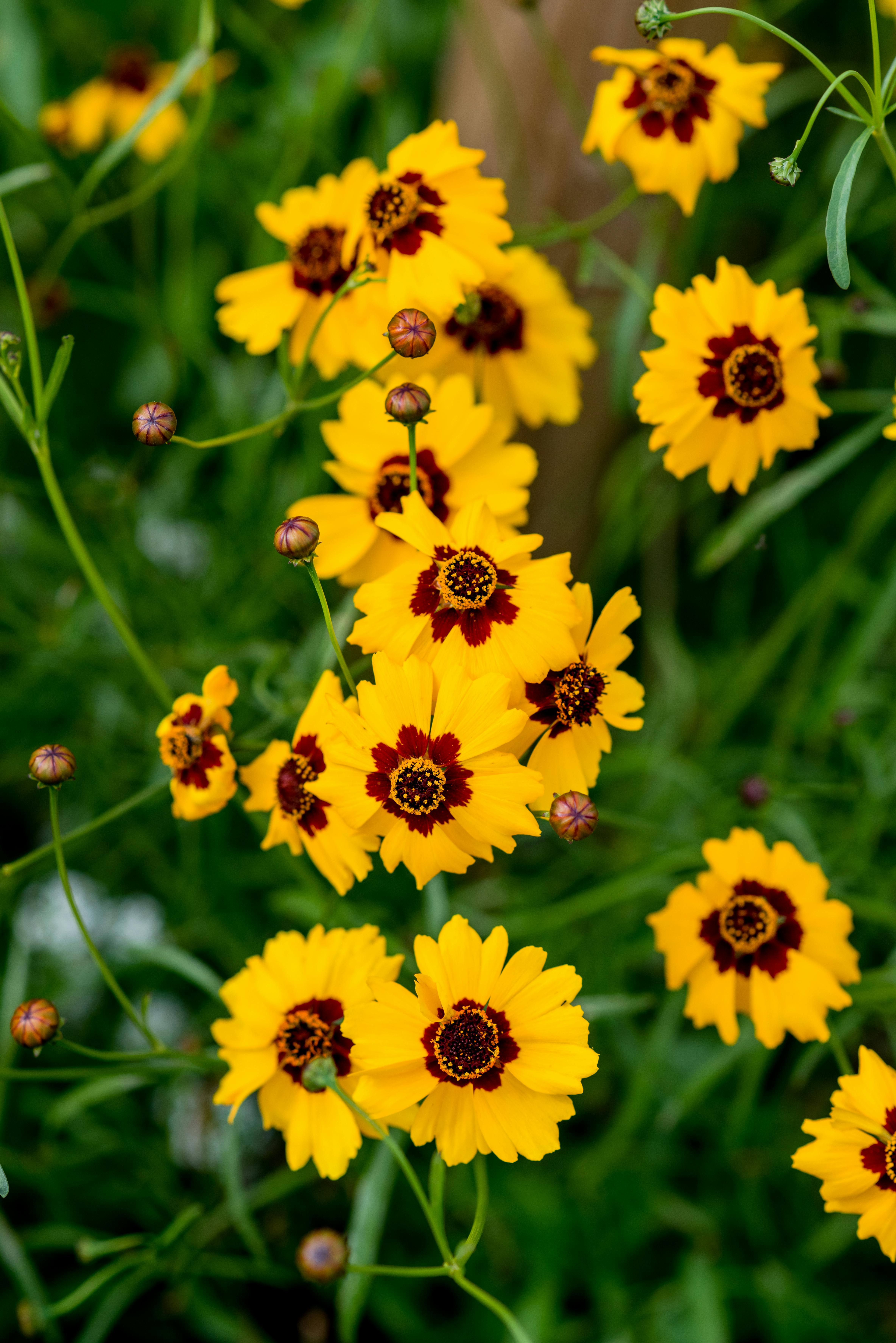 Vibrant Tickseed Flowers in Full Bloom · Free Stock Photo