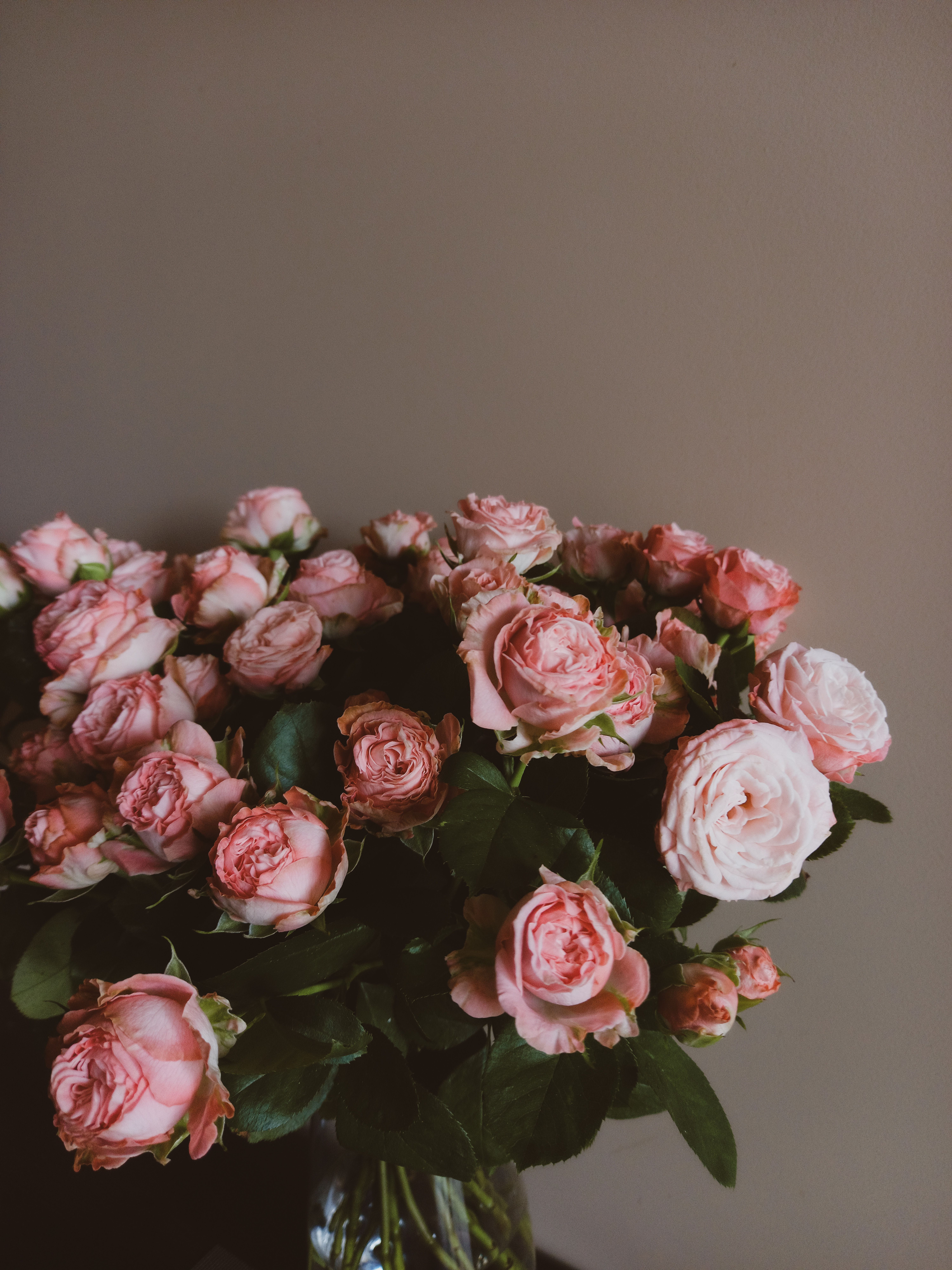 Elegant Pink Roses Bouquet Against Neutral Background · Free Stock Photo