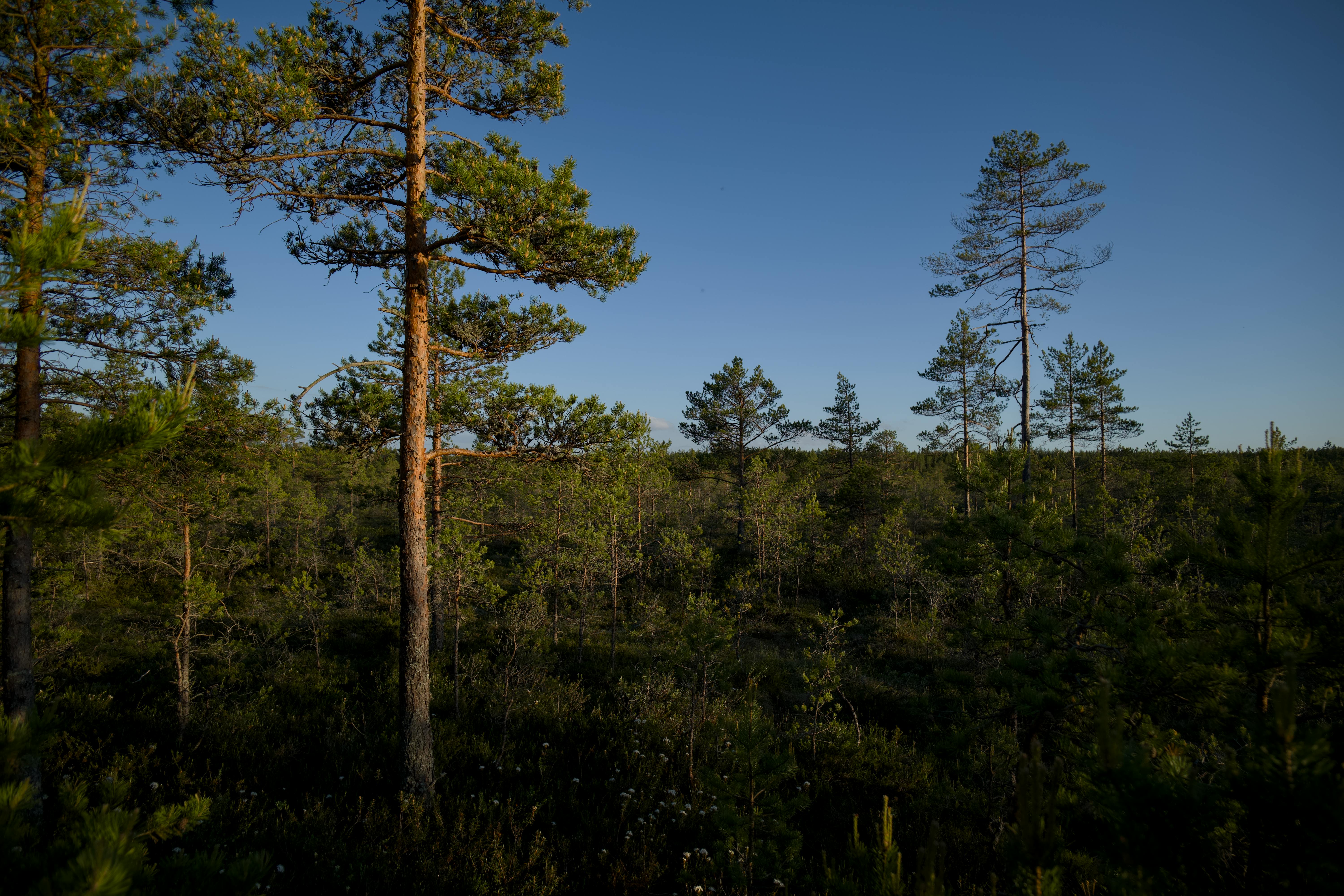 Tranquil Evergreen Coniferous Forest Scene · Free Stock Photo
