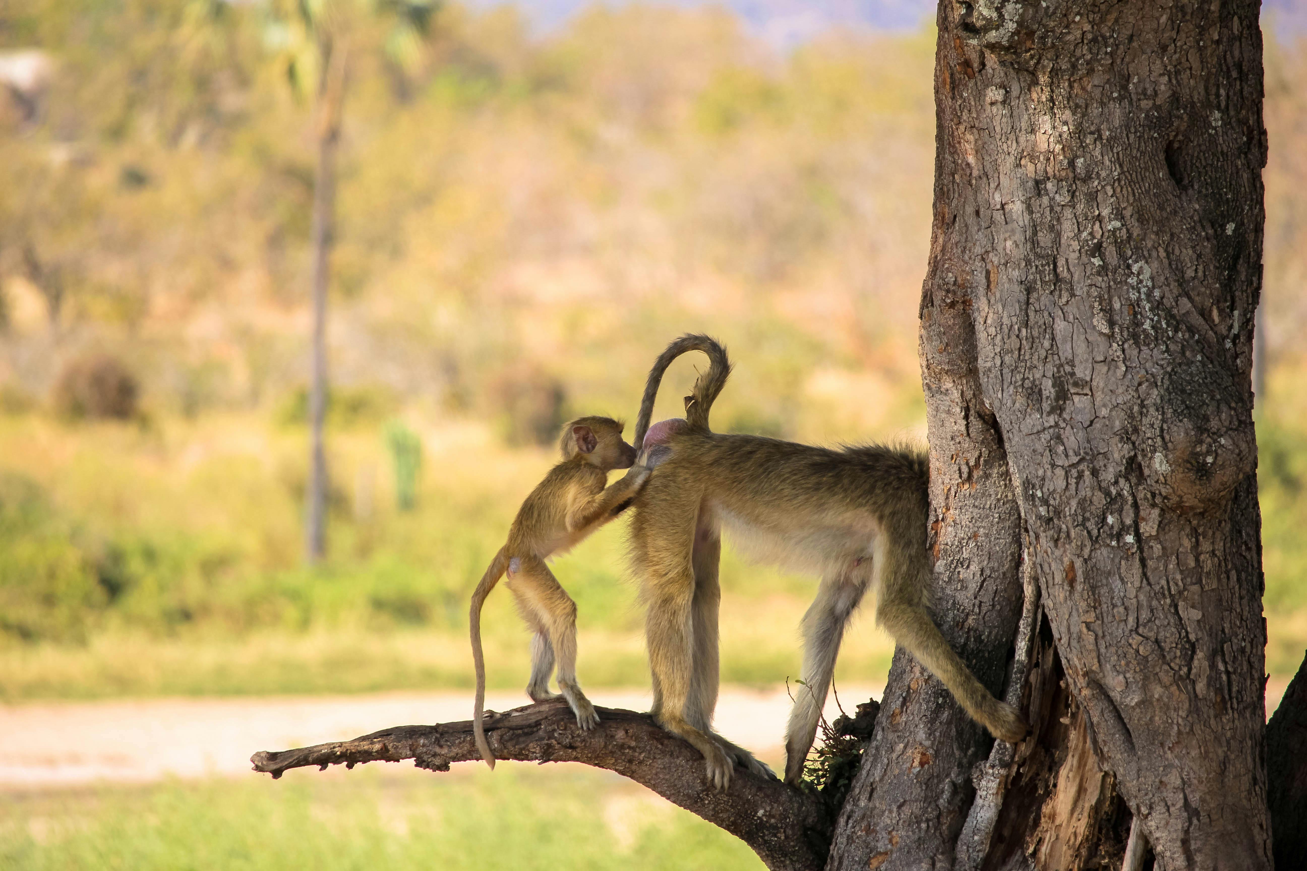 Monkeys Tree Photos, Download The BEST Free Monkeys Tree Stock Photos ...