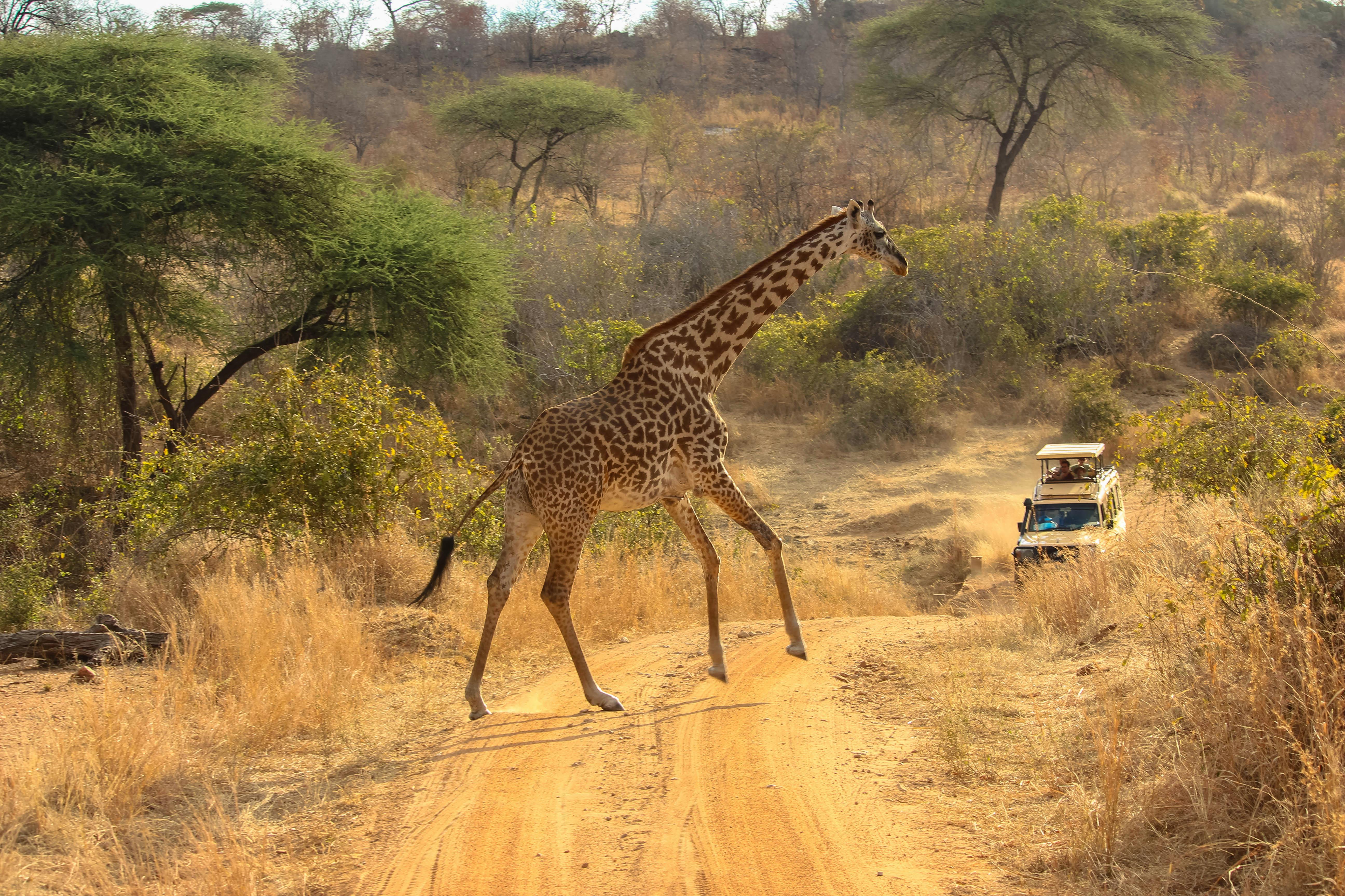 Giraffe crossing dirt road in African safari · Free Stock Photo