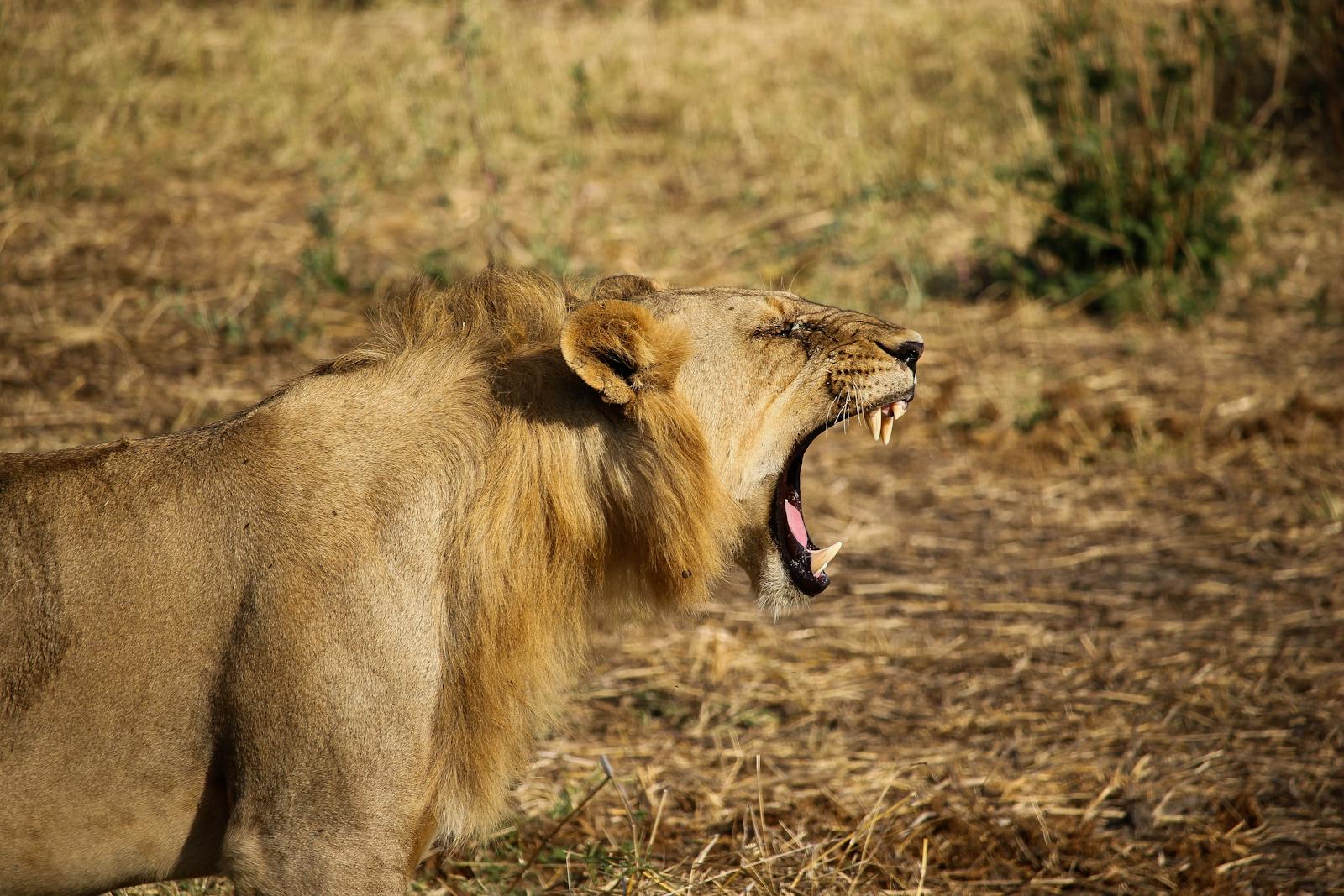 Angry Lion Photos, Download The BEST Free Angry Lion Stock Photos & HD ...