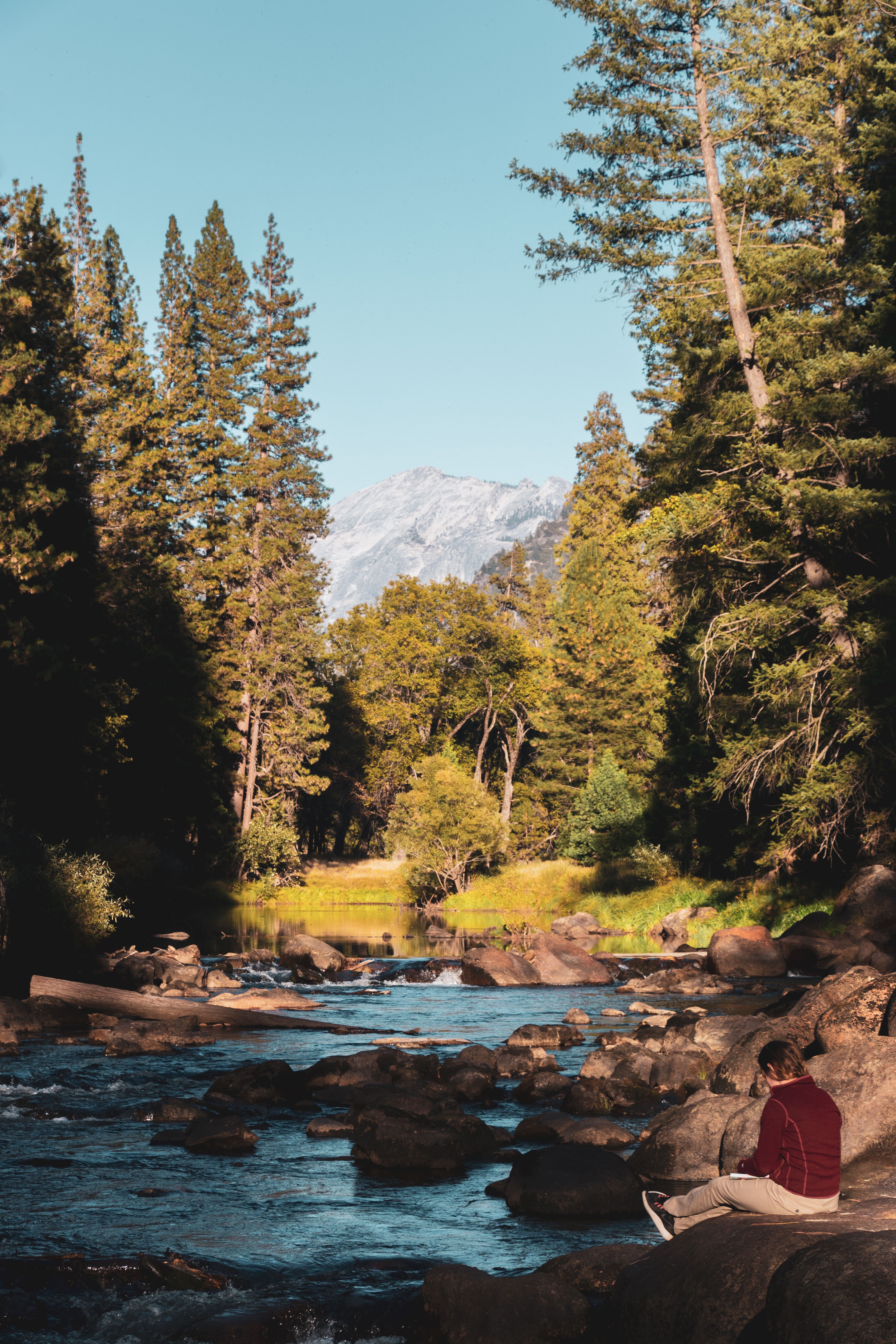Pine Forest Photos, Download The BEST Free Pine Forest Stock Photos ...