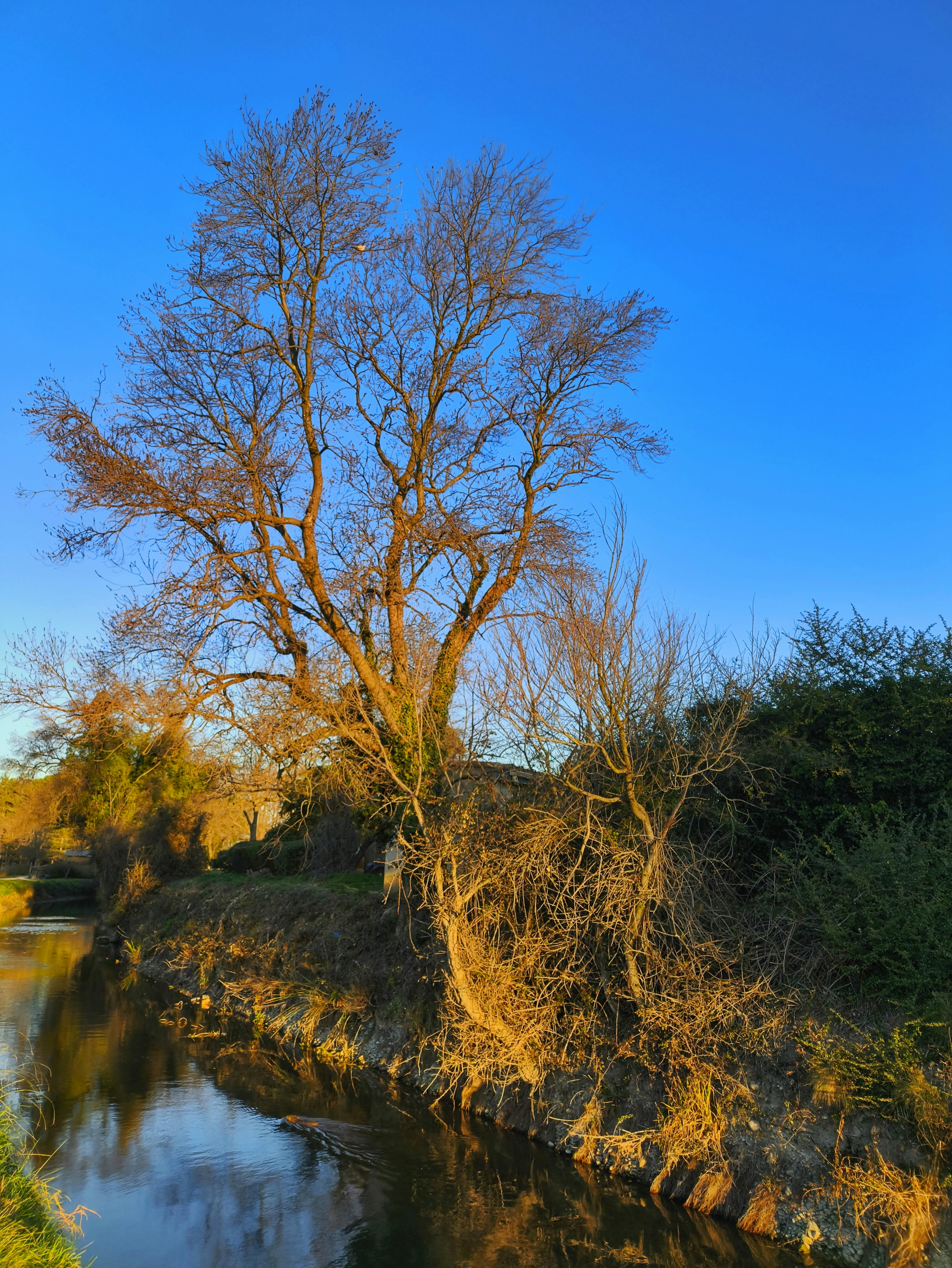 Serene Waterside Tree at Golden Hour · Free Stock Photo