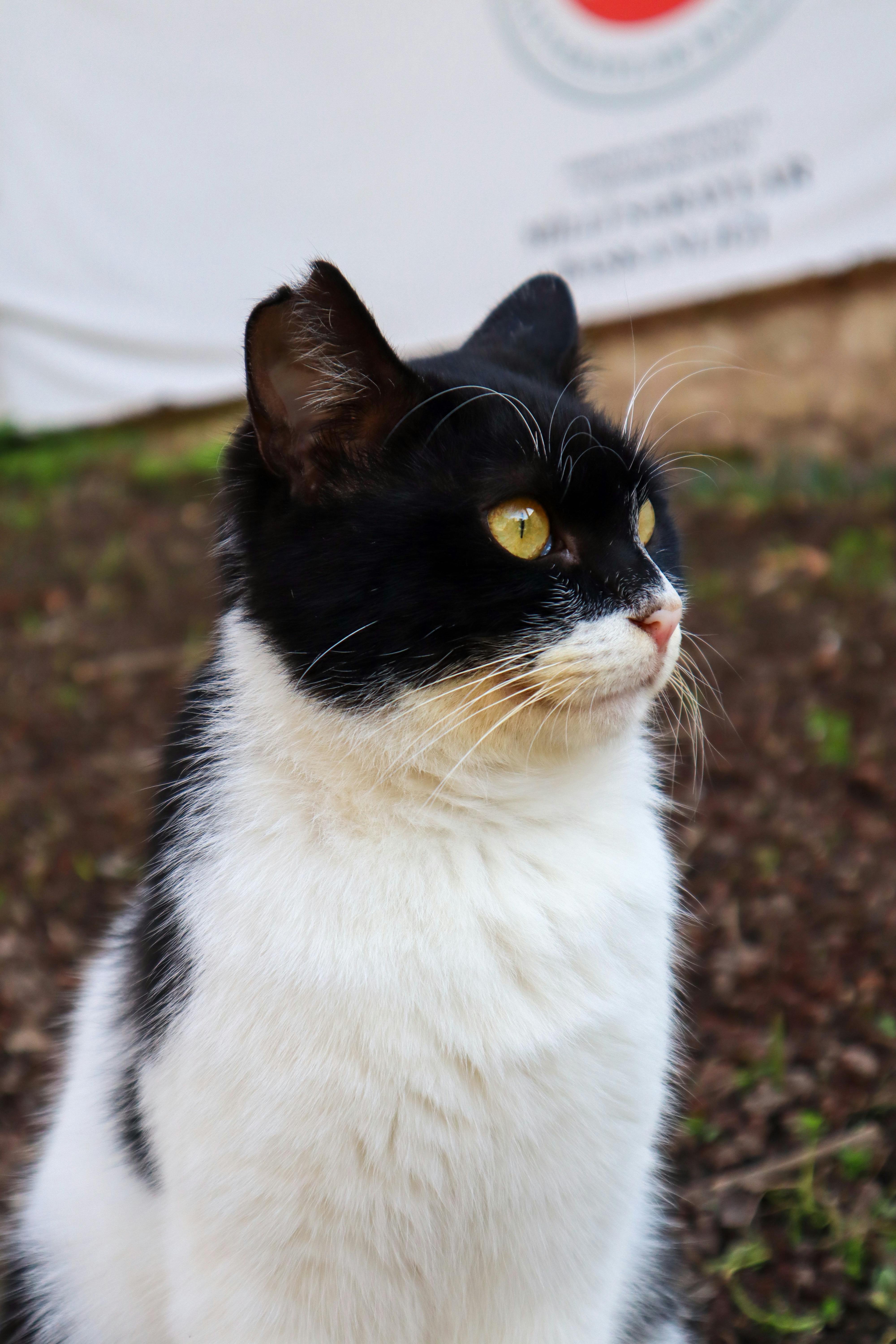 Cat Logam Photos, Download The BEST Free Cat Logam Stock Photos & HD Images