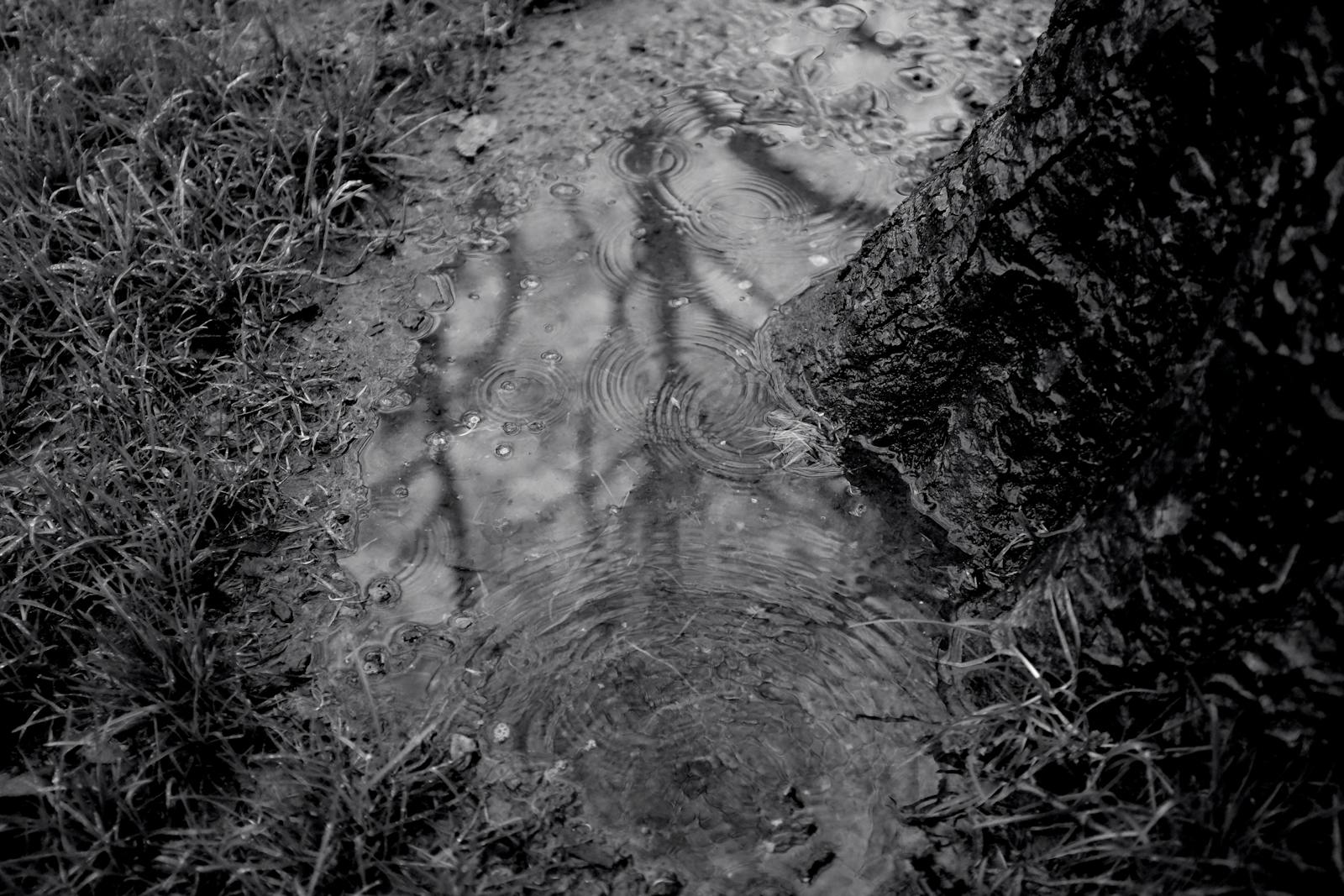 Tree Texture Photos, Download The BEST Free Tree Texture Stock Photos ...