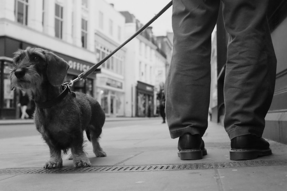 Person Walking Dog In Neighborhood Photos, Download The BEST Free ...