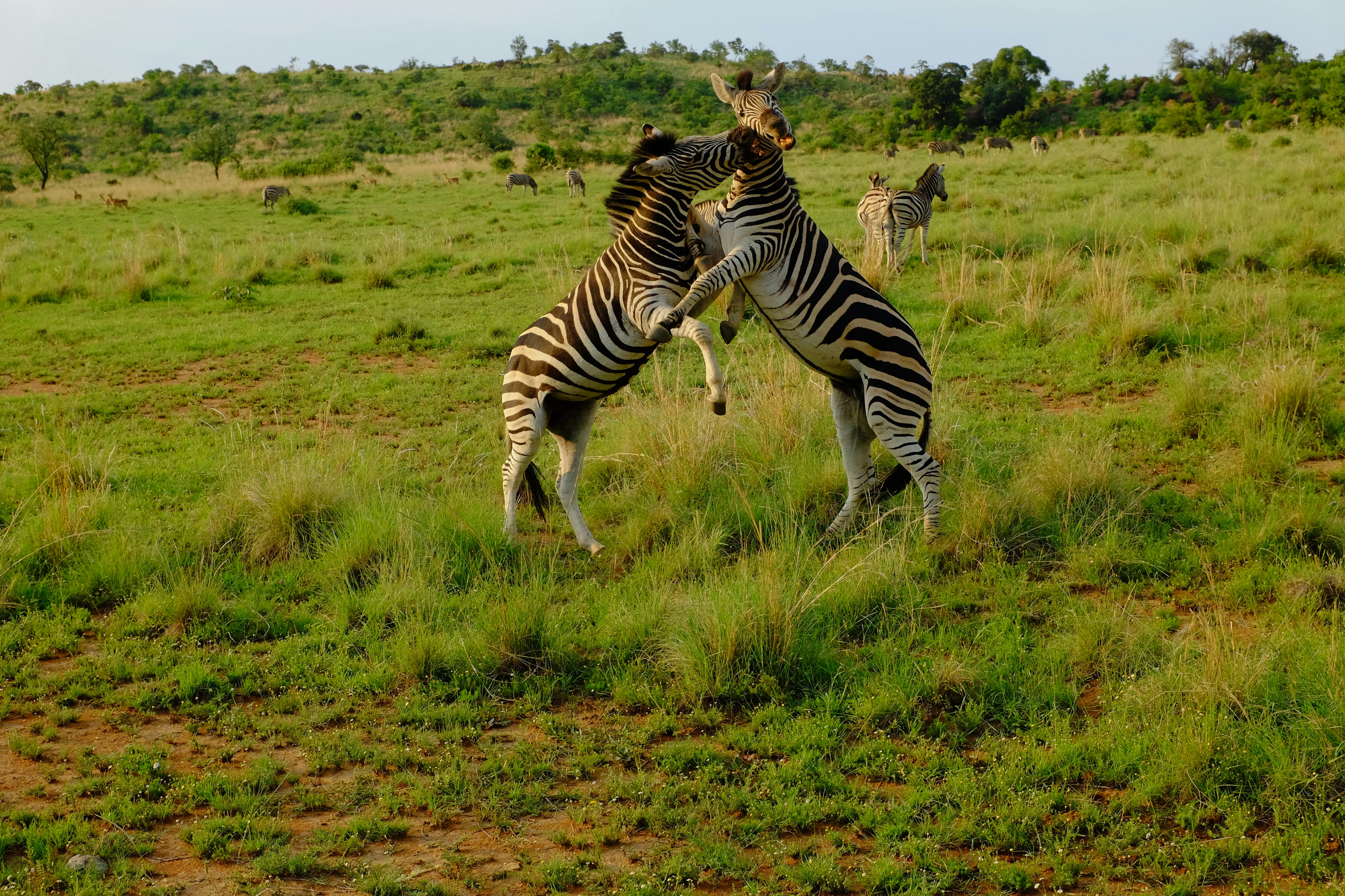 Foto de stock gratuita sobre áfrica, al aire libre, fotos de animales ...