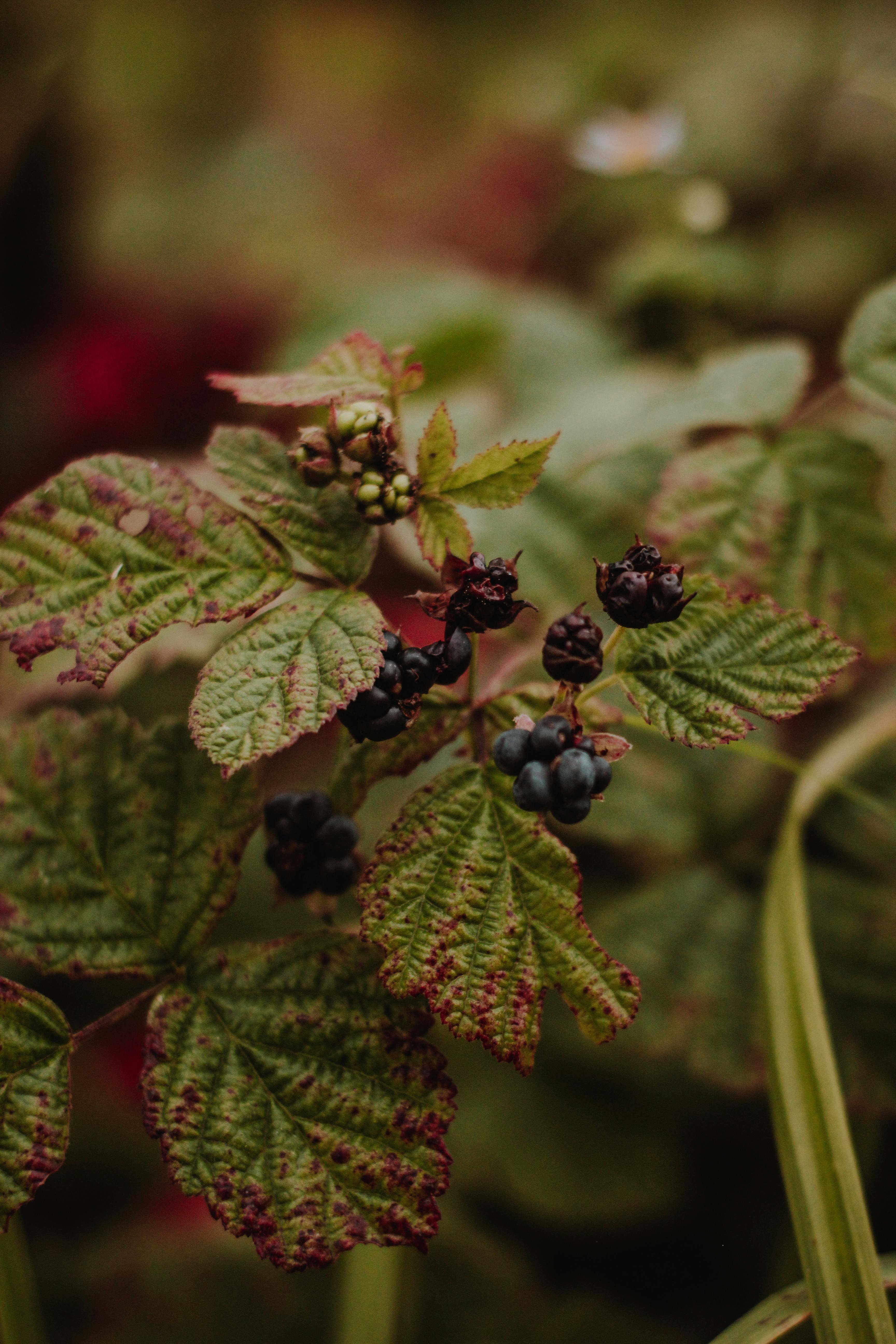 Close-up of Wild Blackberries on Vine · Free Stock Photo