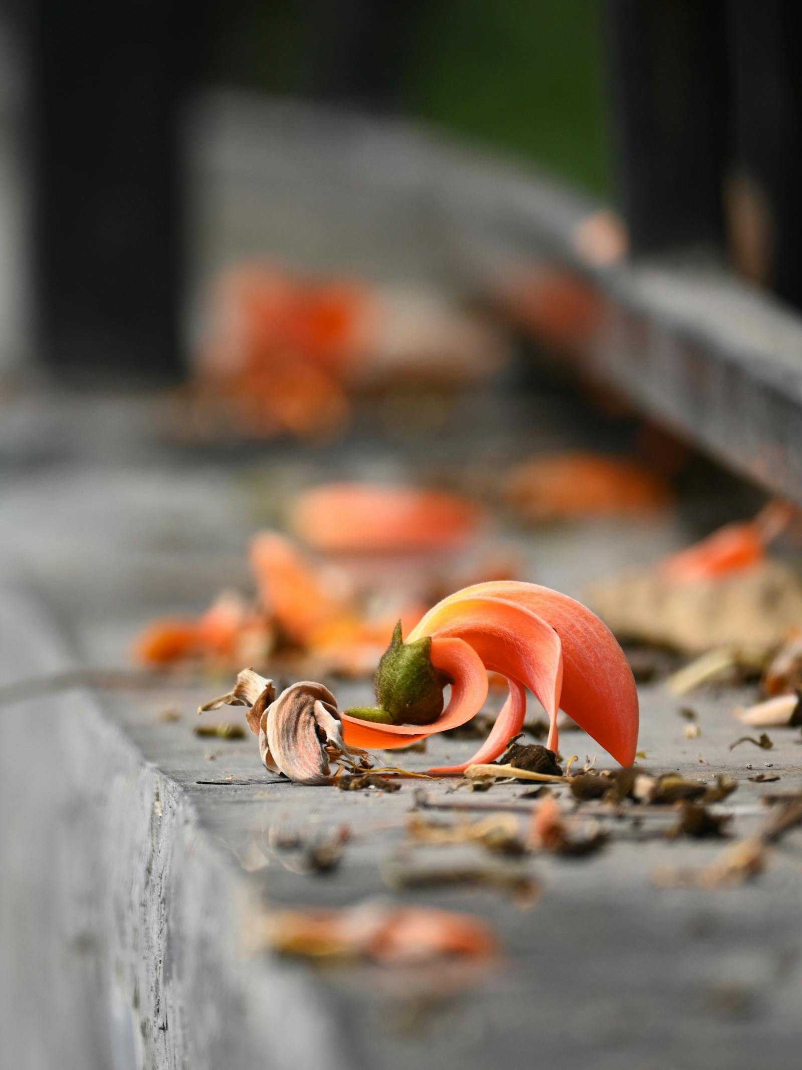 Palash Flower Photos, Download The BEST Free Palash Flower Stock Photos ...