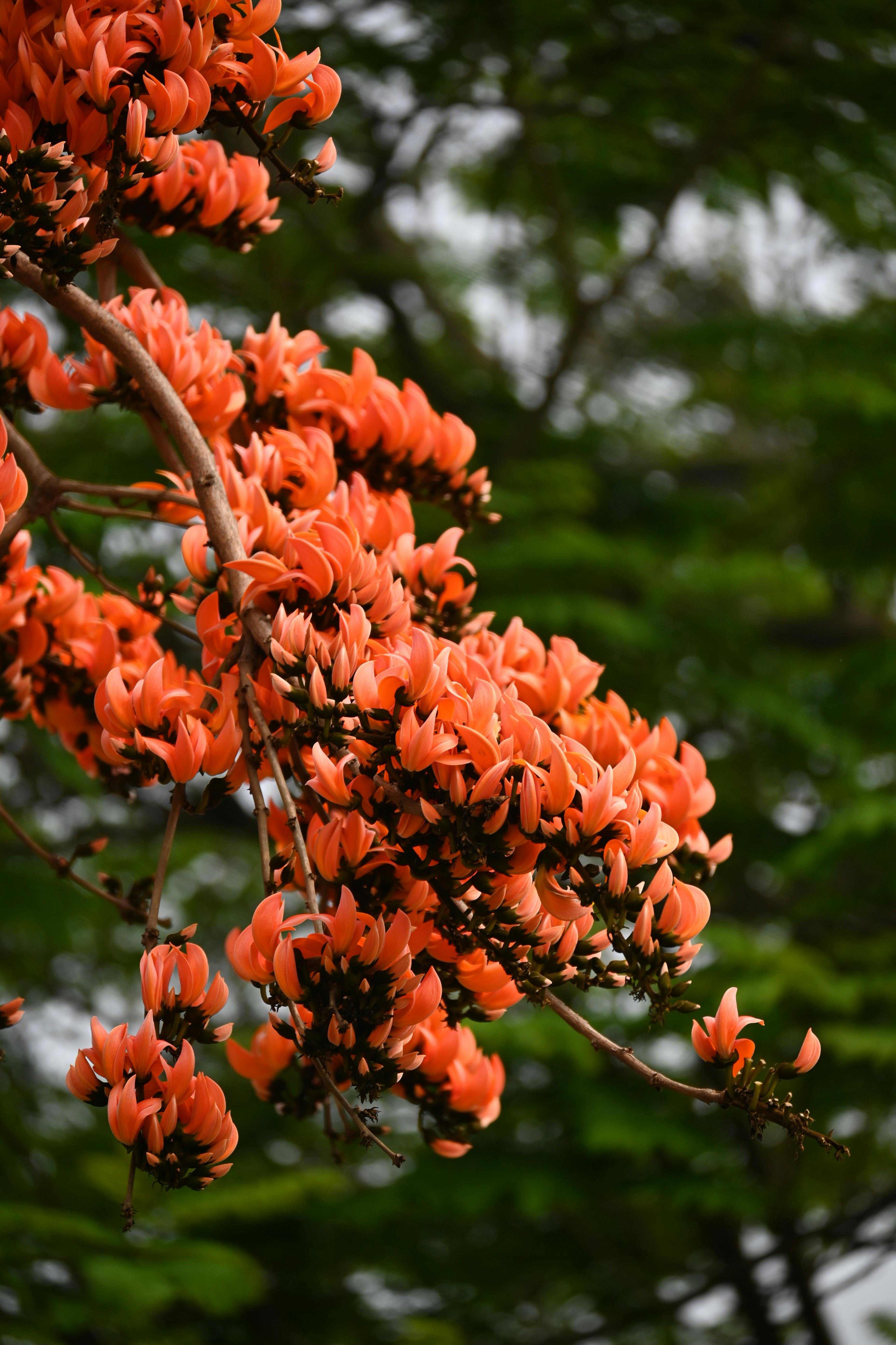 Palash Flowers Photos, Download The BEST Free Palash Flowers Stock ...