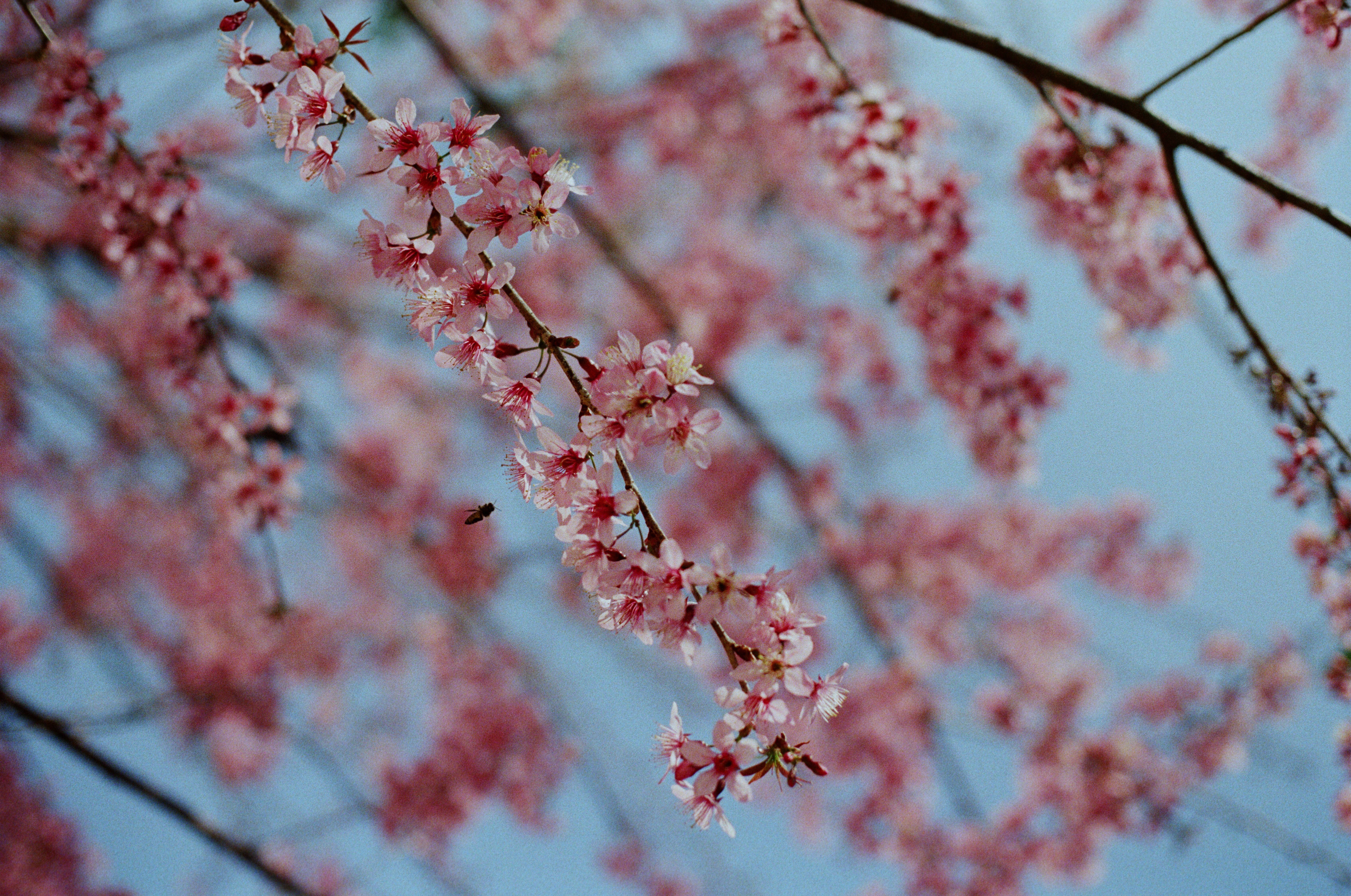 Serene Cherry Blossoms Against Blue Sky · Free Stock Photo