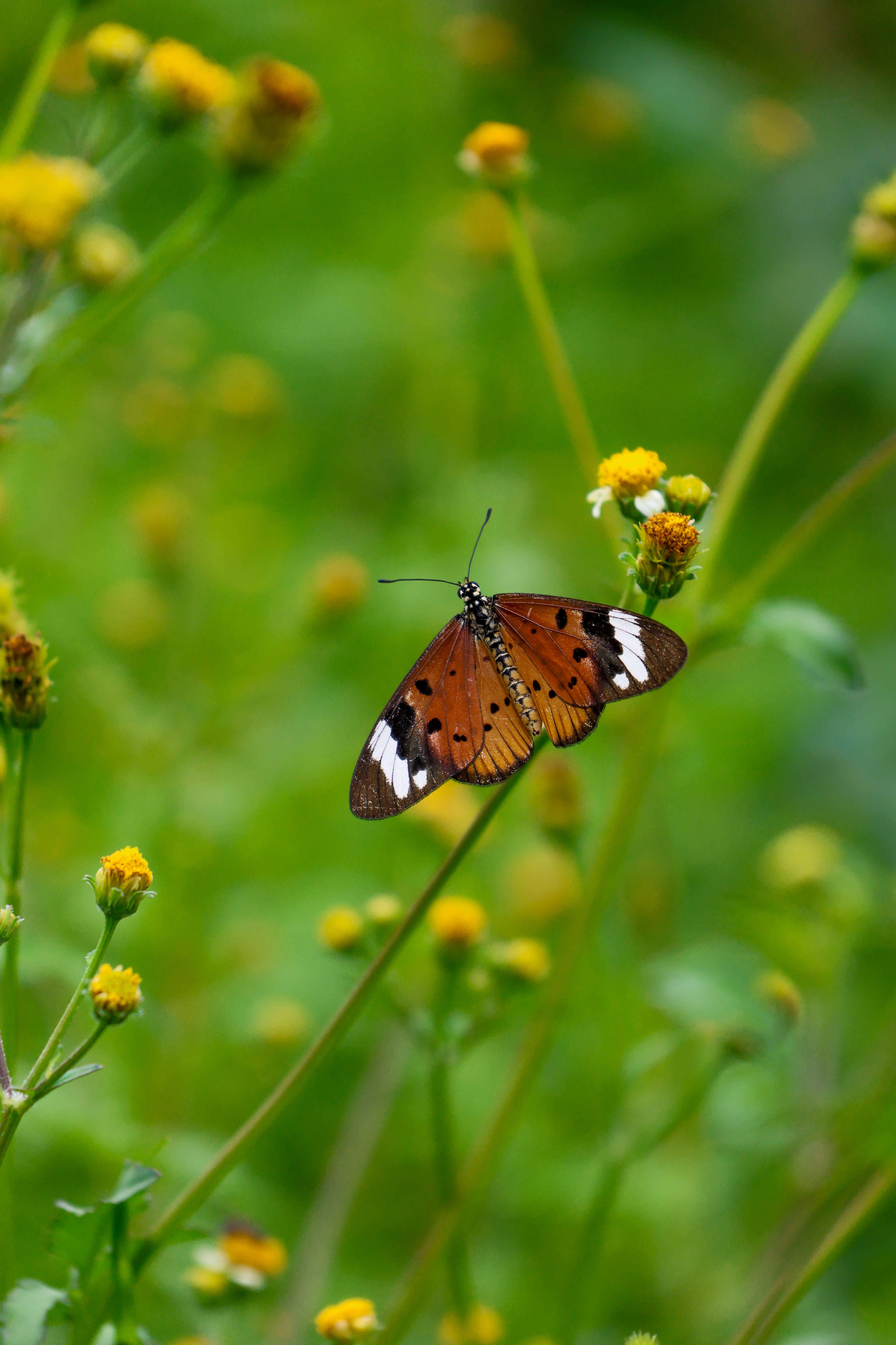 Colorful Butterfly Resting on Flowers in Zimbabwe · Free Stock Photo