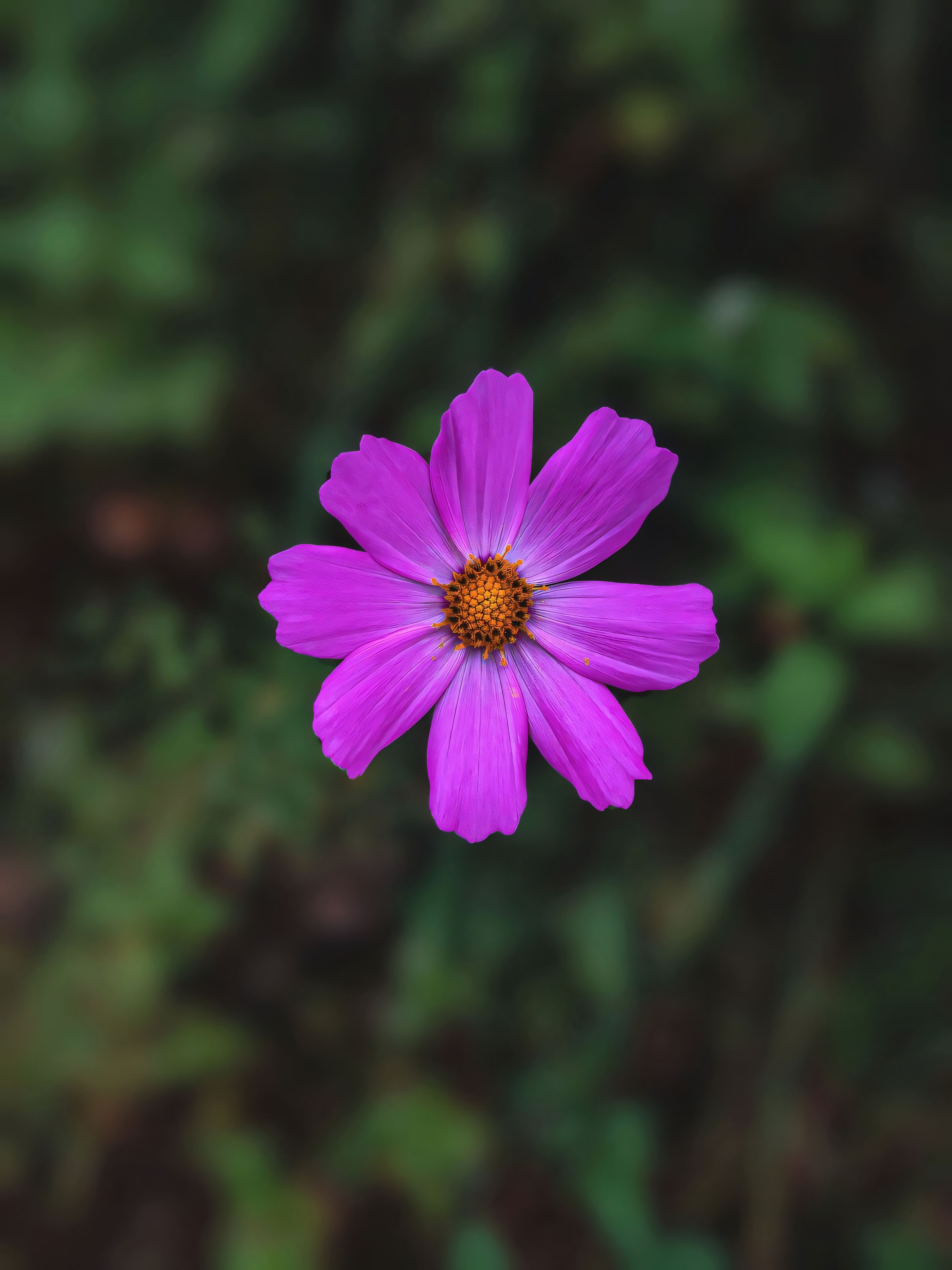 Vibrant Purple Cosmos Flower in Focus · Free Stock Photo
