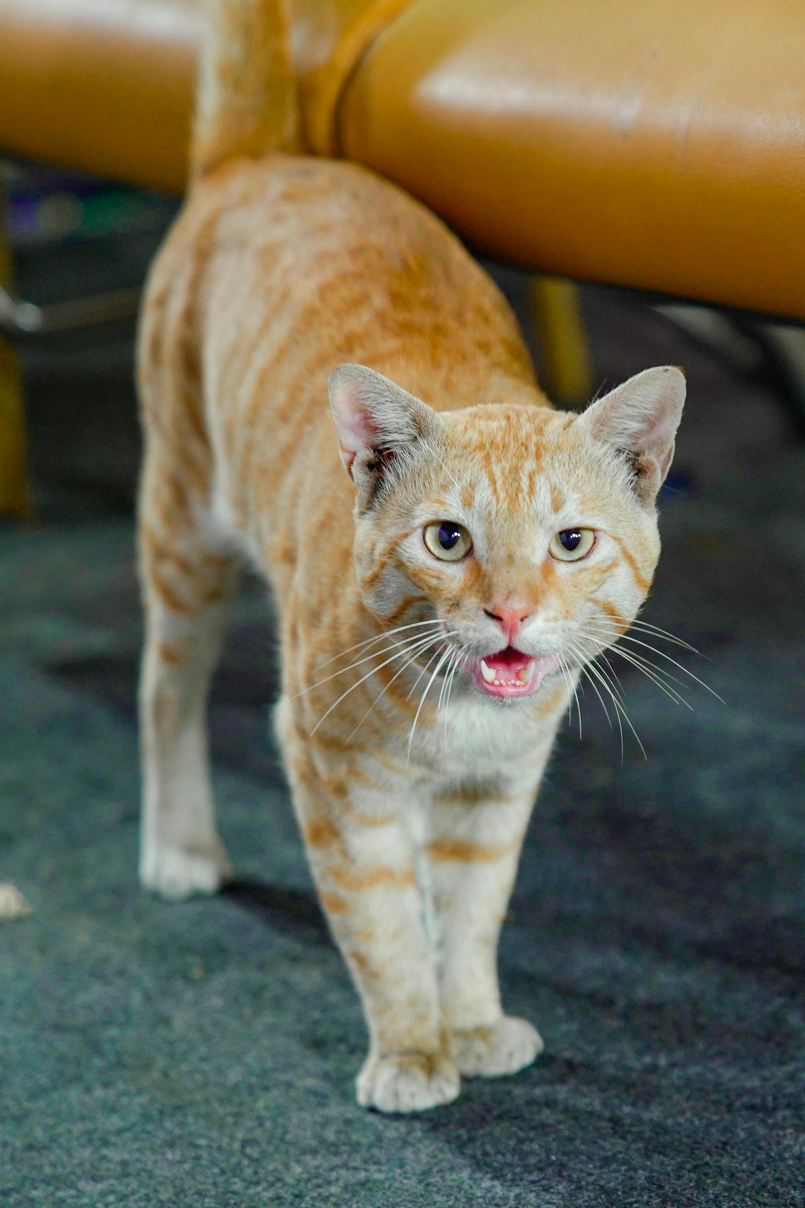 Orange Cat Photos, Download The BEST Free Orange Cat Stock Photos & HD ...