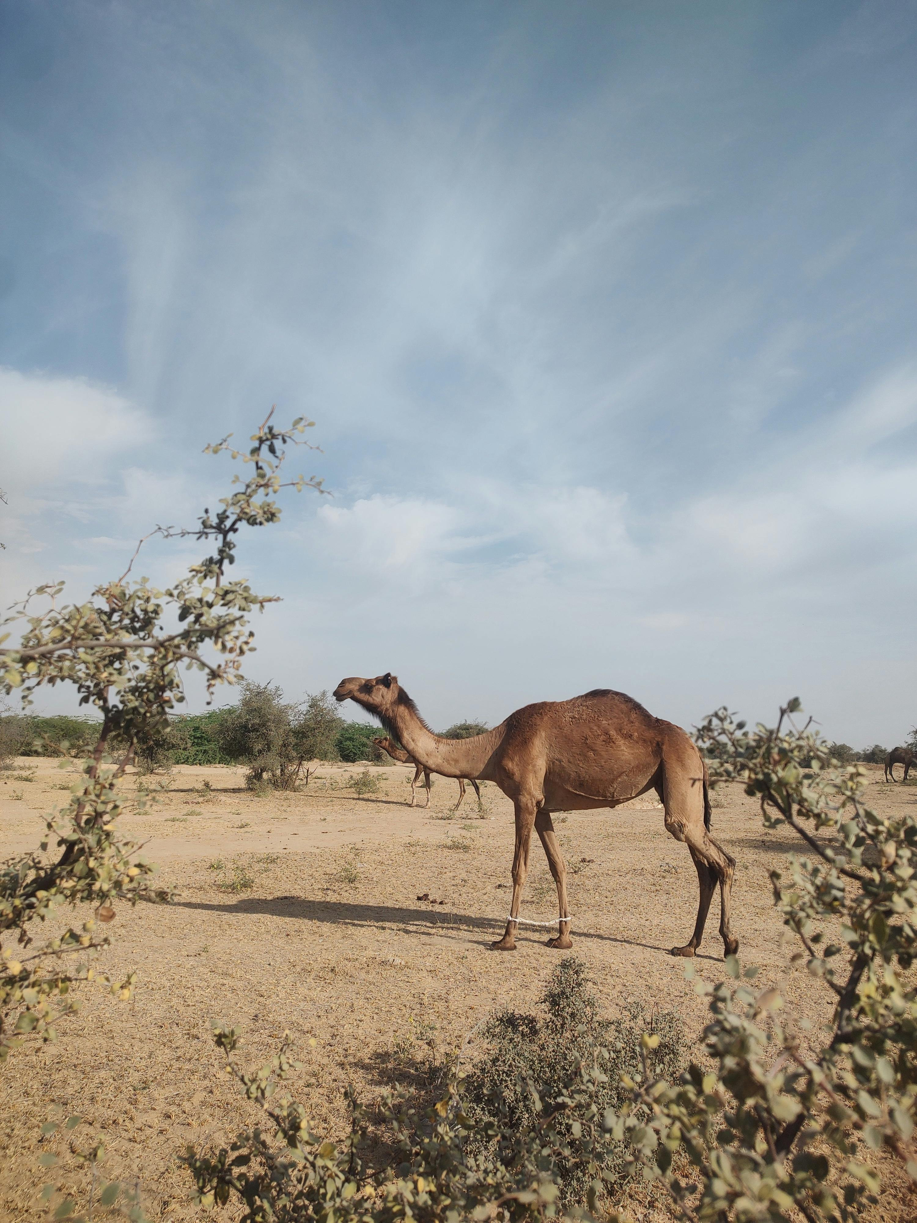 Humping+Vids Photos, Download The BEST Free Humping+Vids Stock Photos ...