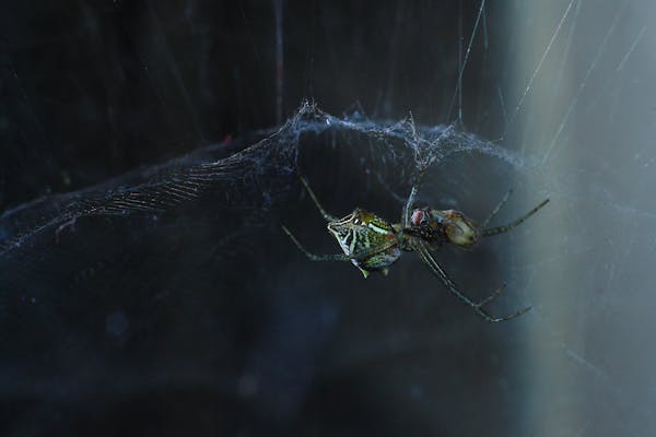 Web Cam Photos, Download The BEST Free Web Cam Stock Photos & HD Images