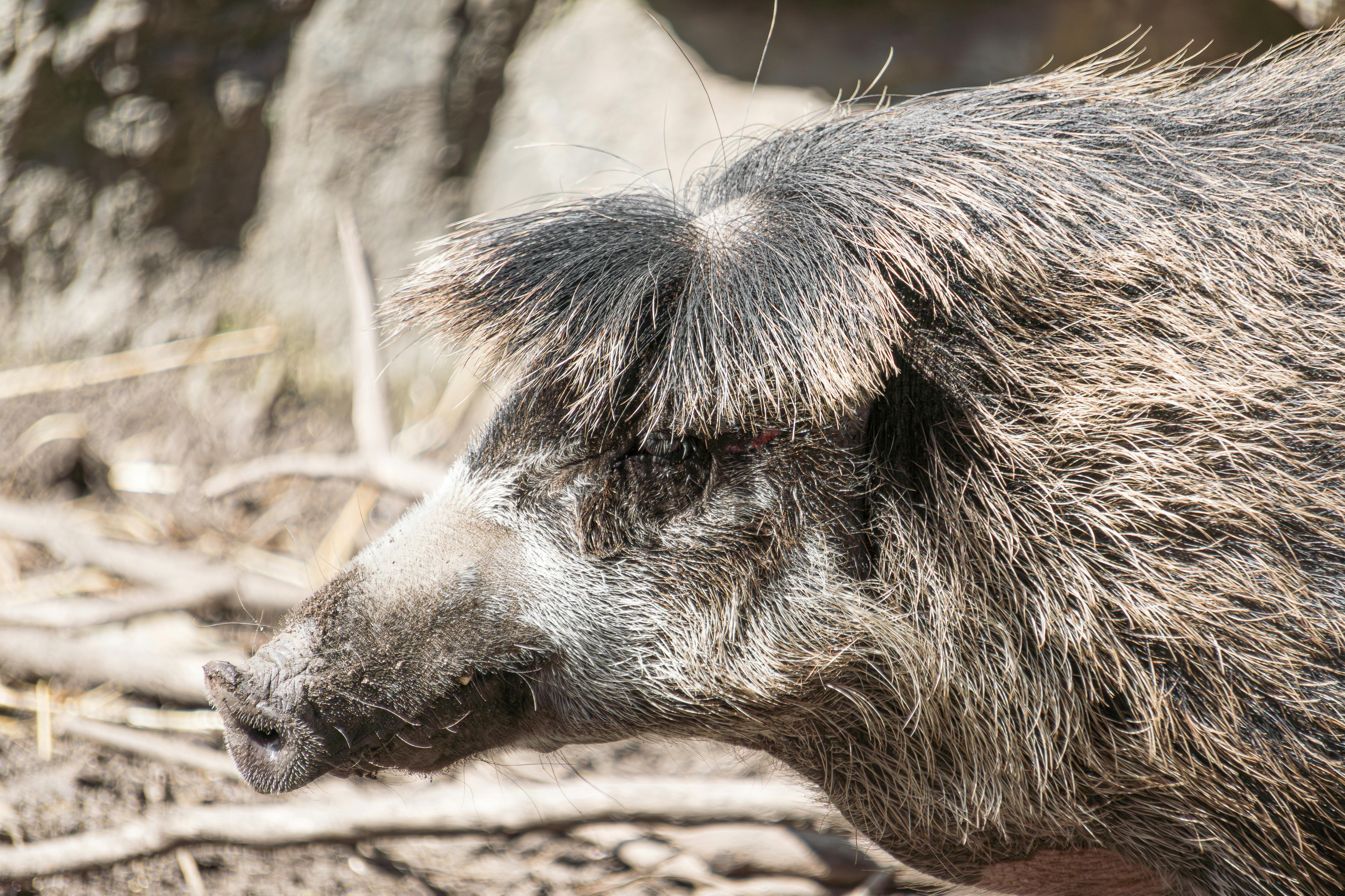 Hayvanat Bahçesinde Bir Visayan Siğilli Domuzunun Yakın çekimi ...