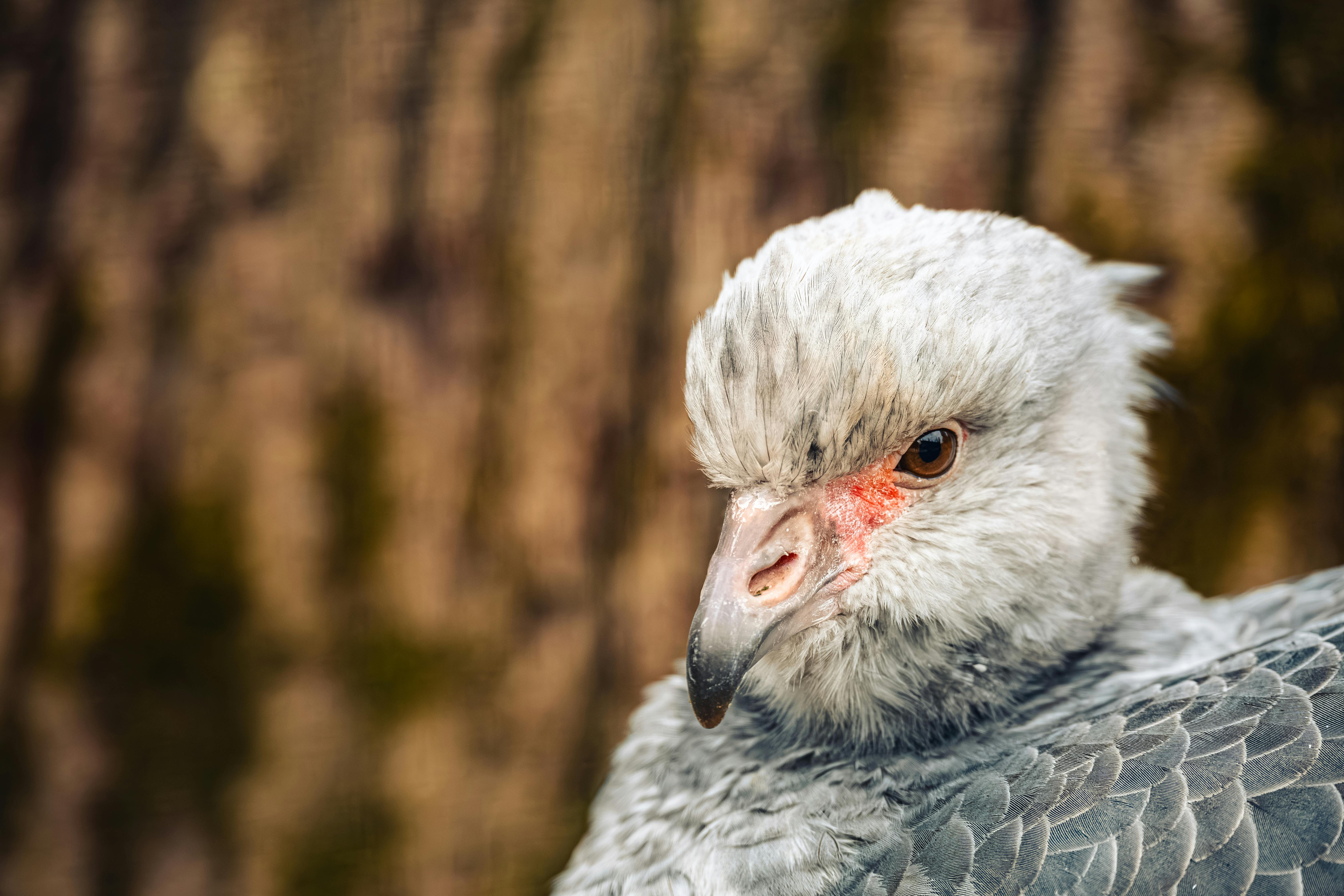 Close-up of Southern Screamer Bird in Nature · Free Stock Photo