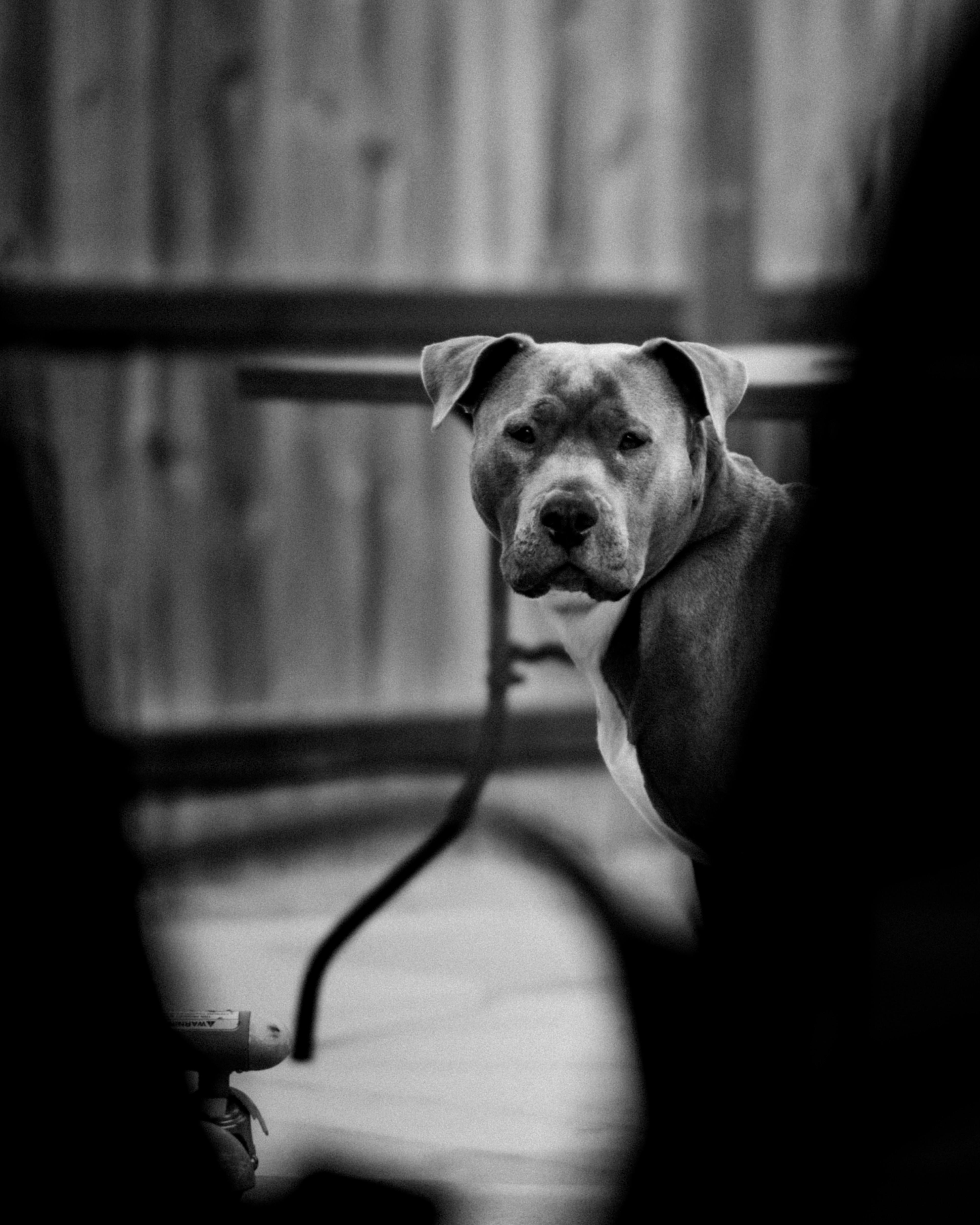 Black and White Portrait of a Pit Bull Dog · Free Stock Photo