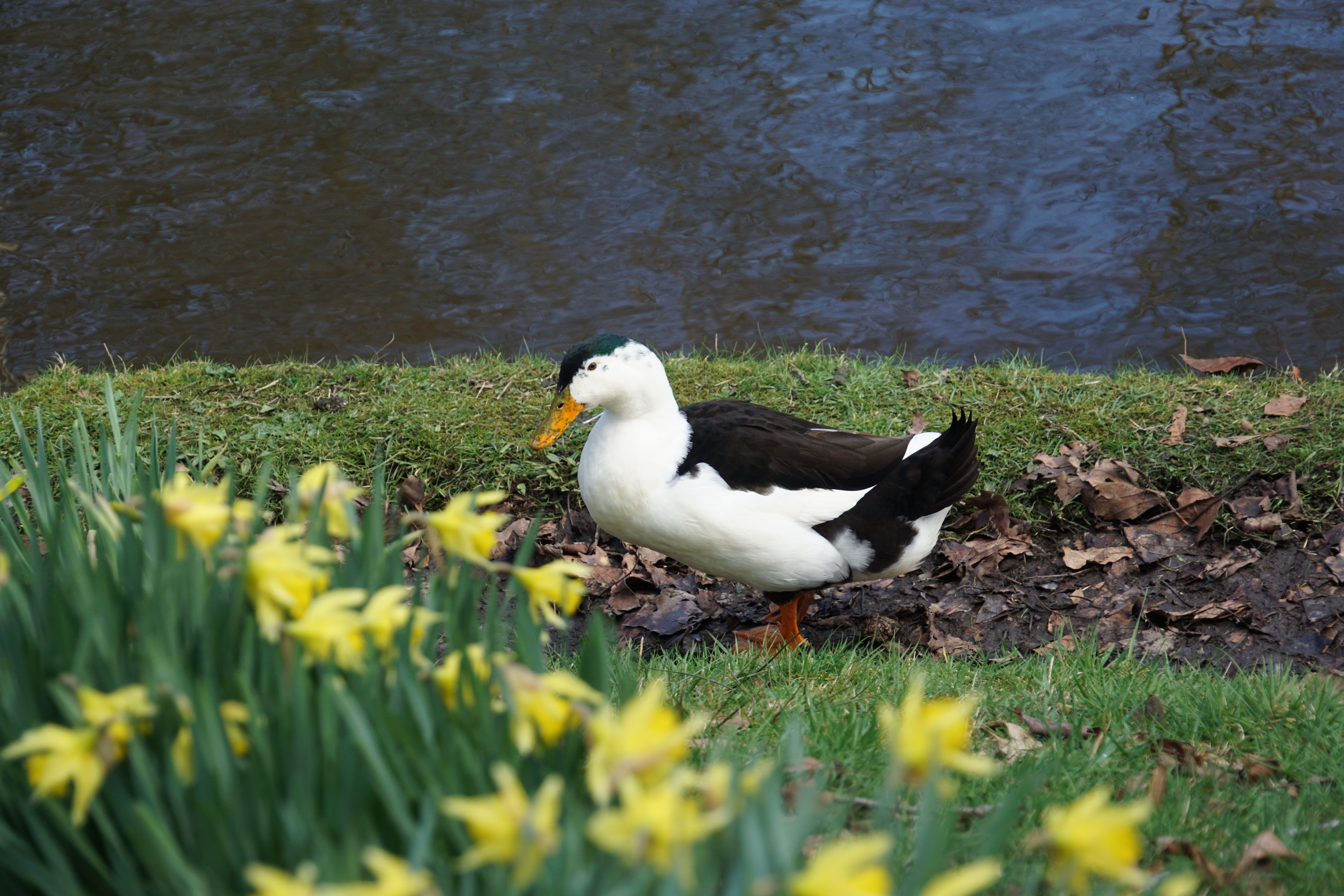 Duck by Riverside with Spring Daffodils · Free Stock Photo