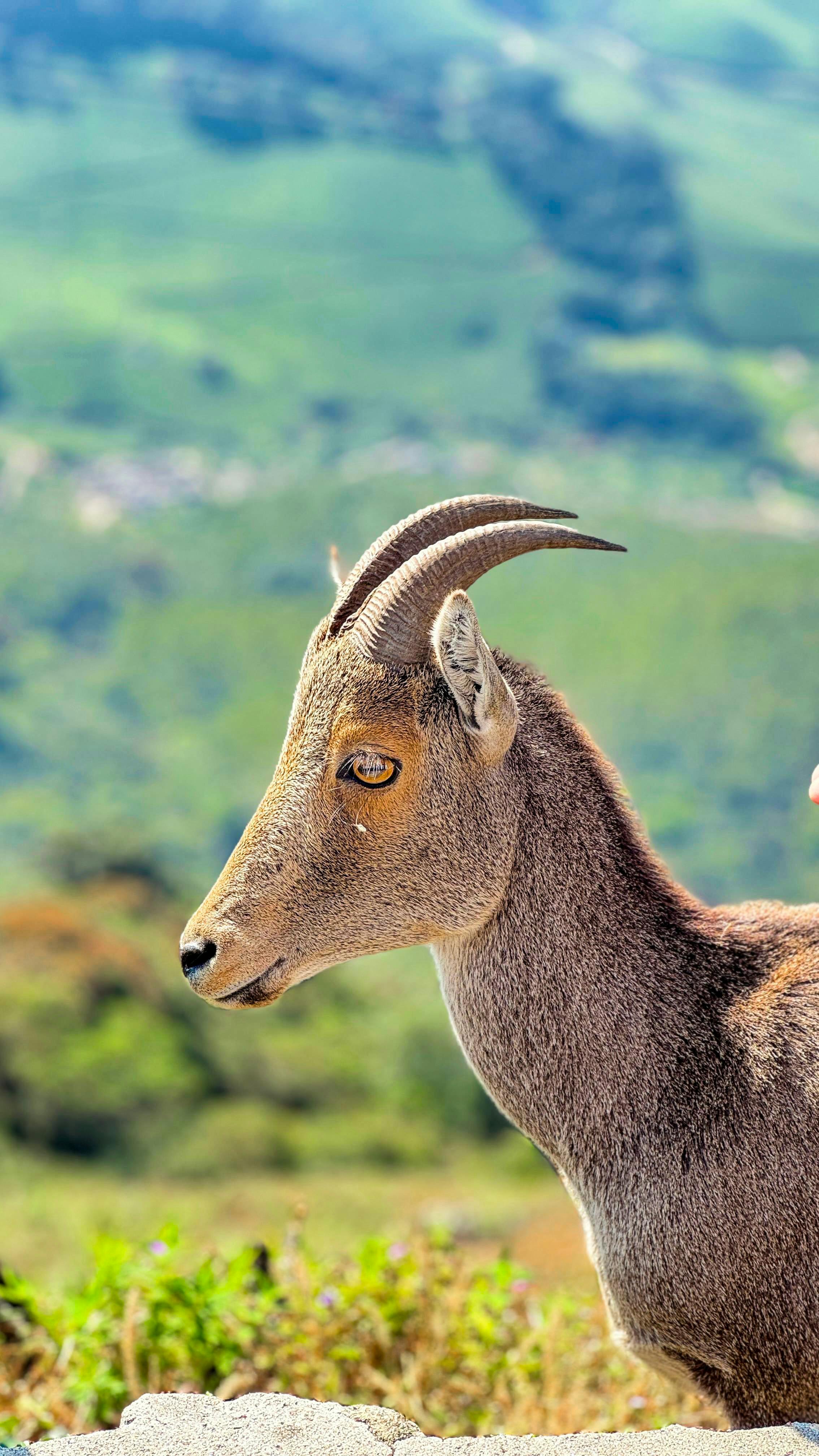 Wild Nature Photos, Download The BEST Free Wild Nature Stock Photos ...