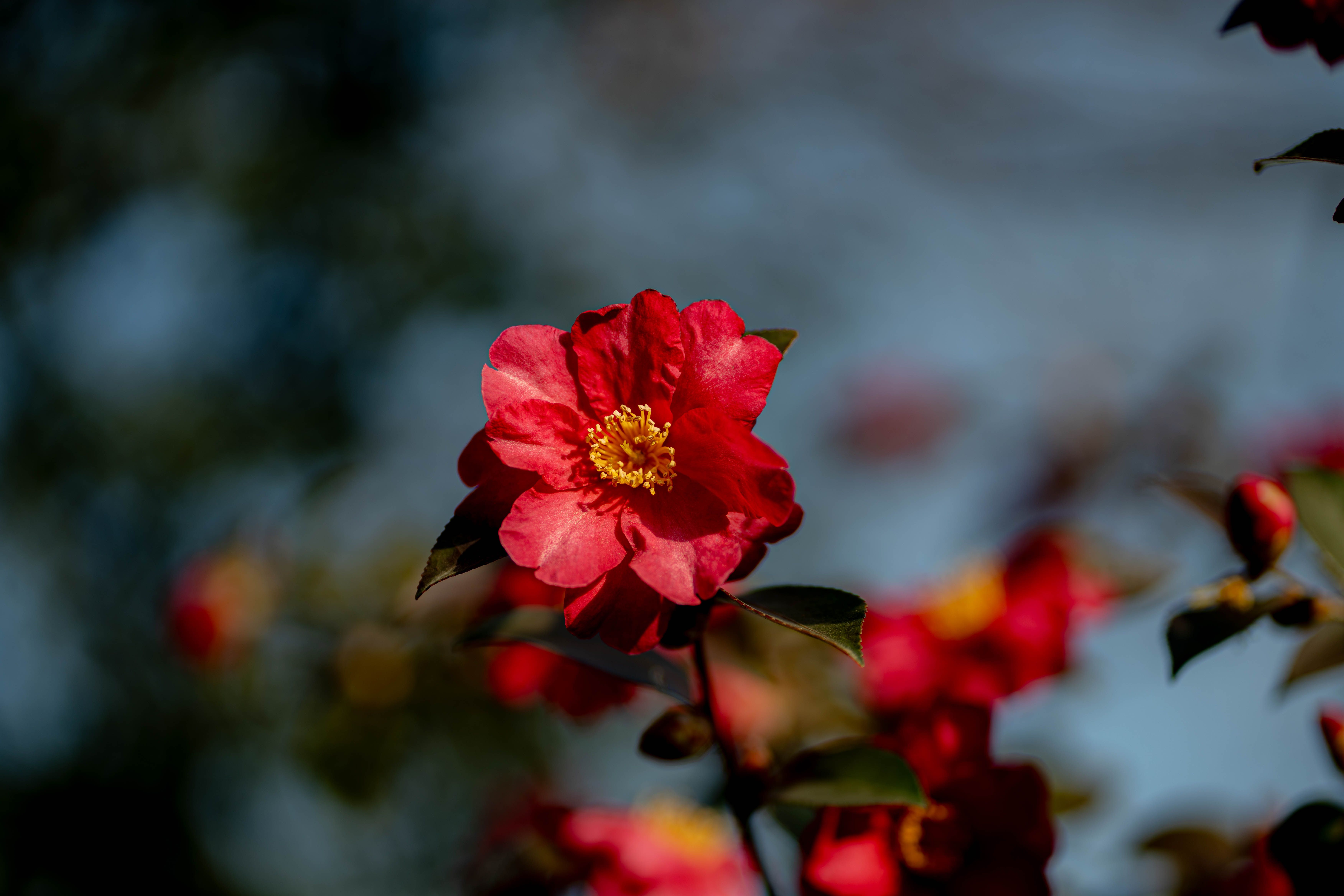 Vibrant Red Camellia in Bloom Outdoors · Free Stock Photo