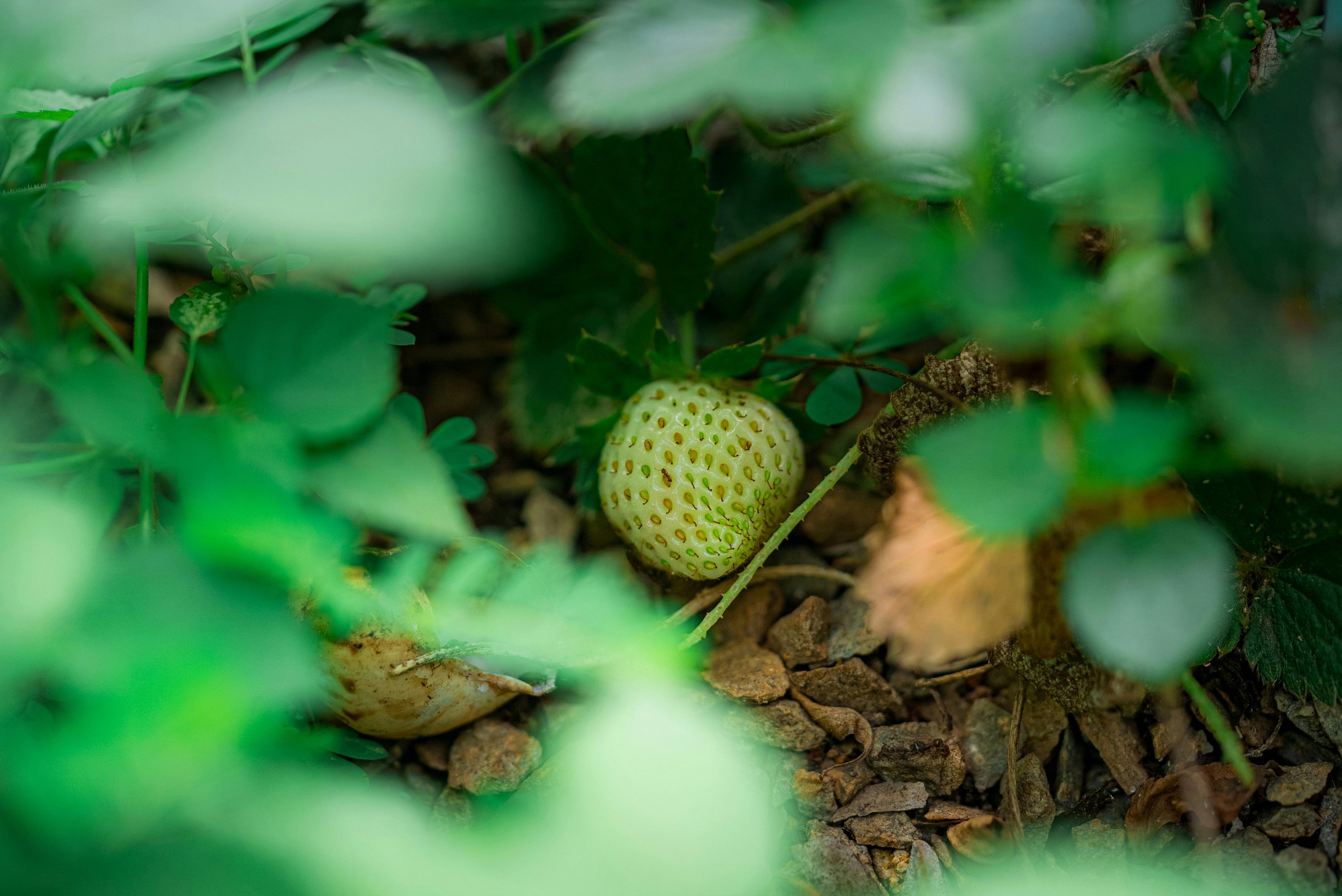 Primer Plano De Una Fresa Verde En Un Entorno De Jardín Natural · Foto ...