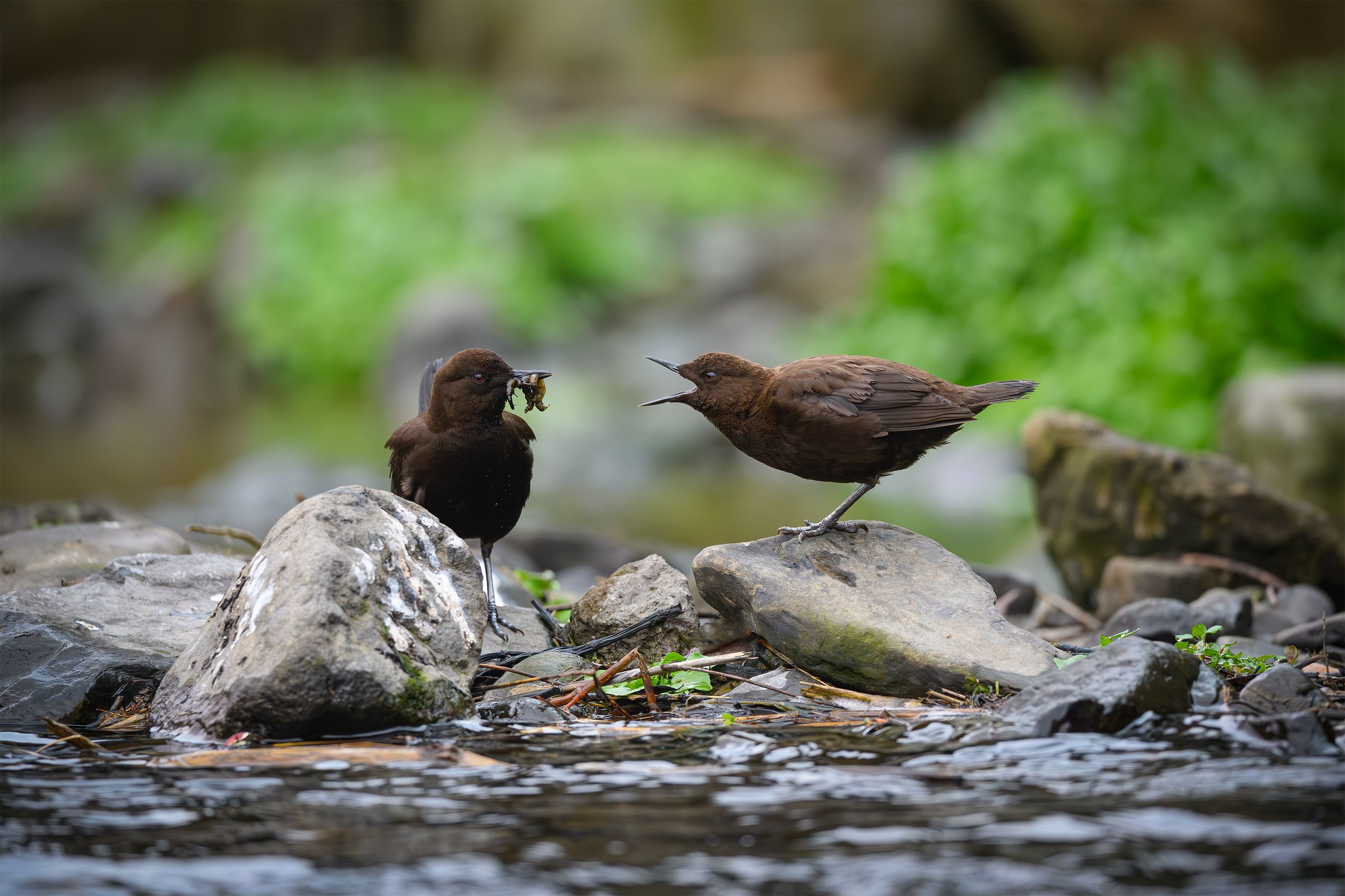 Brown Birds Interacting by a Stream in Nature · Free Stock Photo