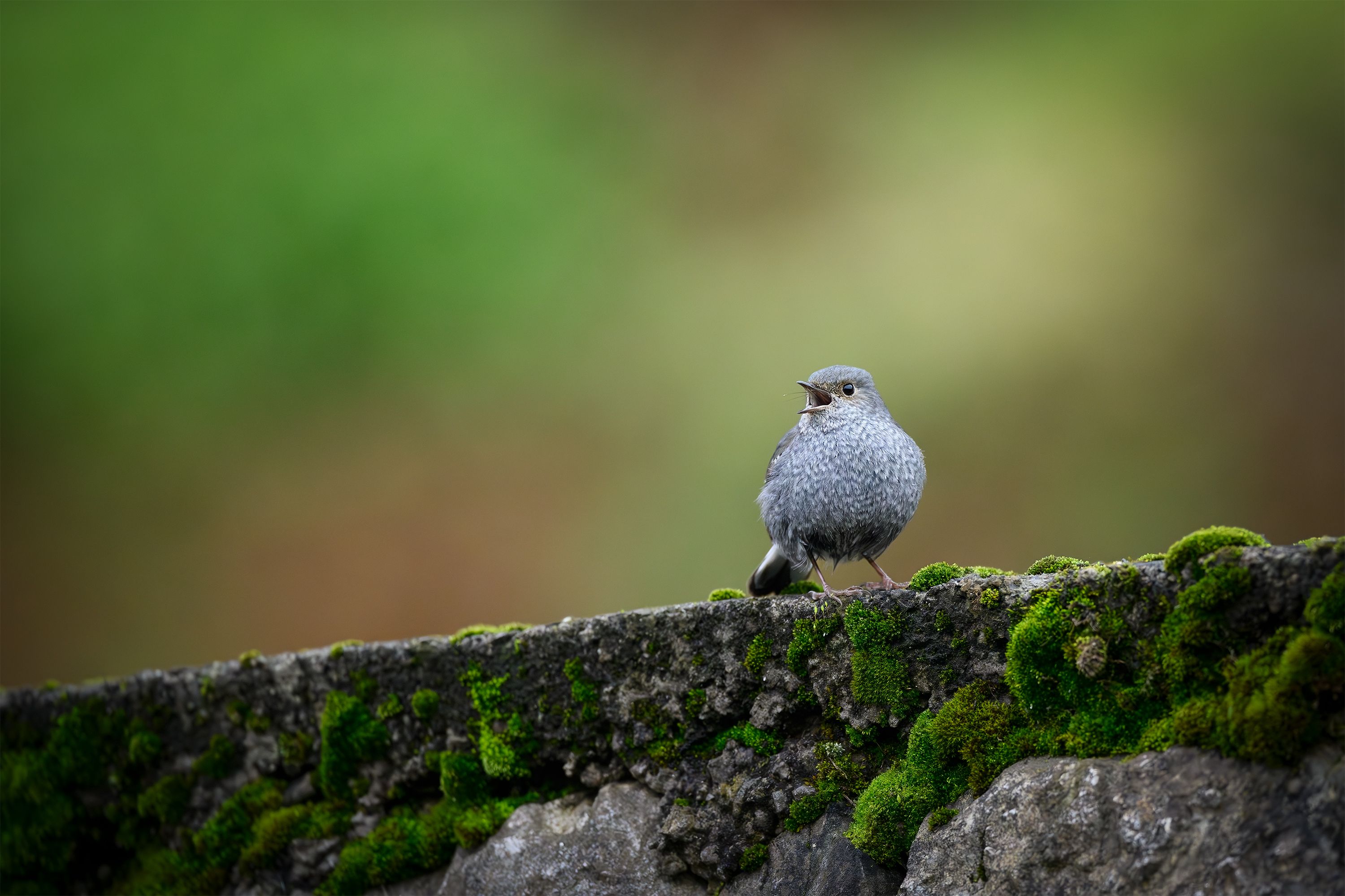 Small grey bird perched on mossy stone wall · Free Stock Photo