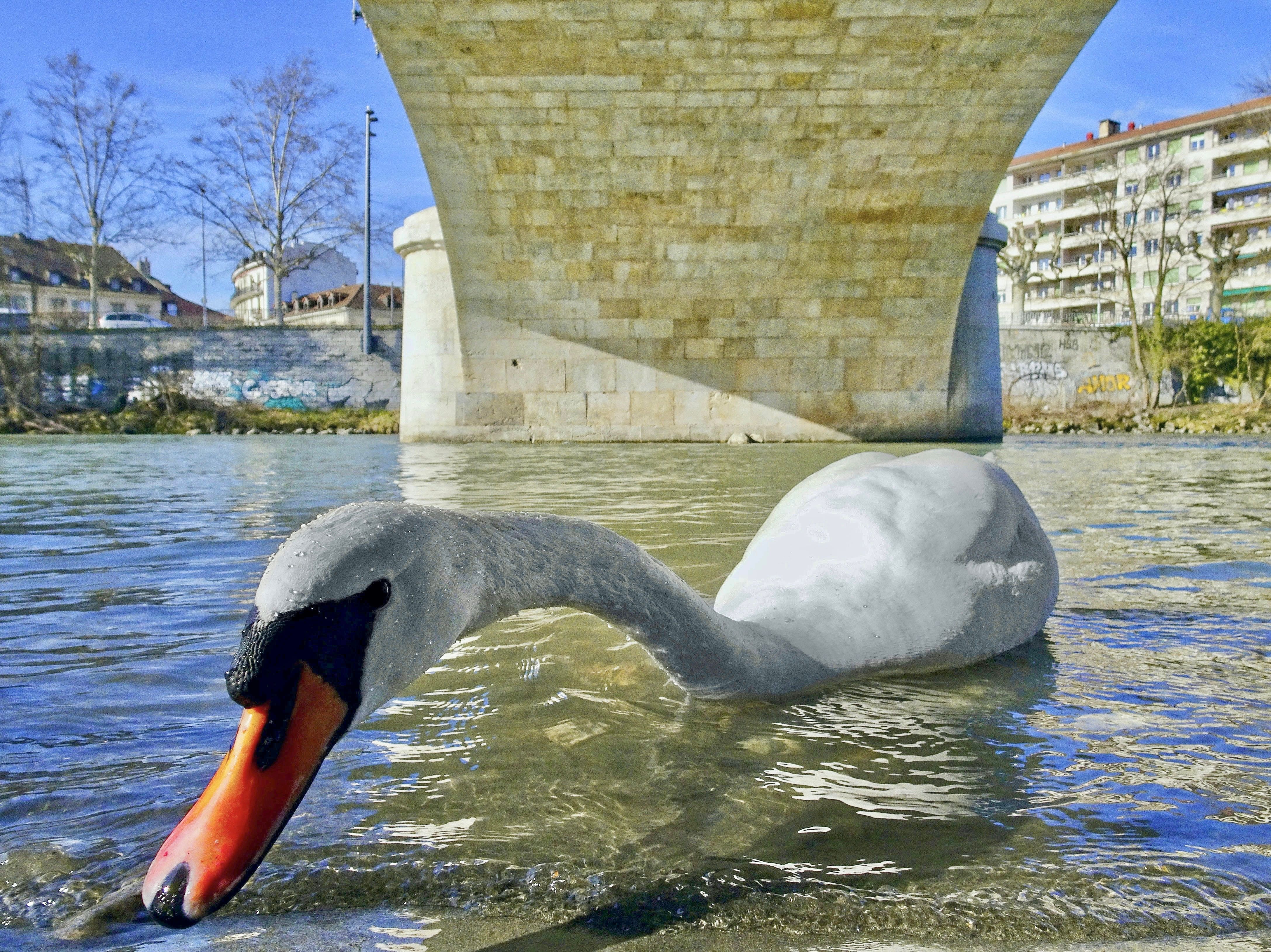 Swan Under Bridge in Urban River Scene · Free Stock Photo
