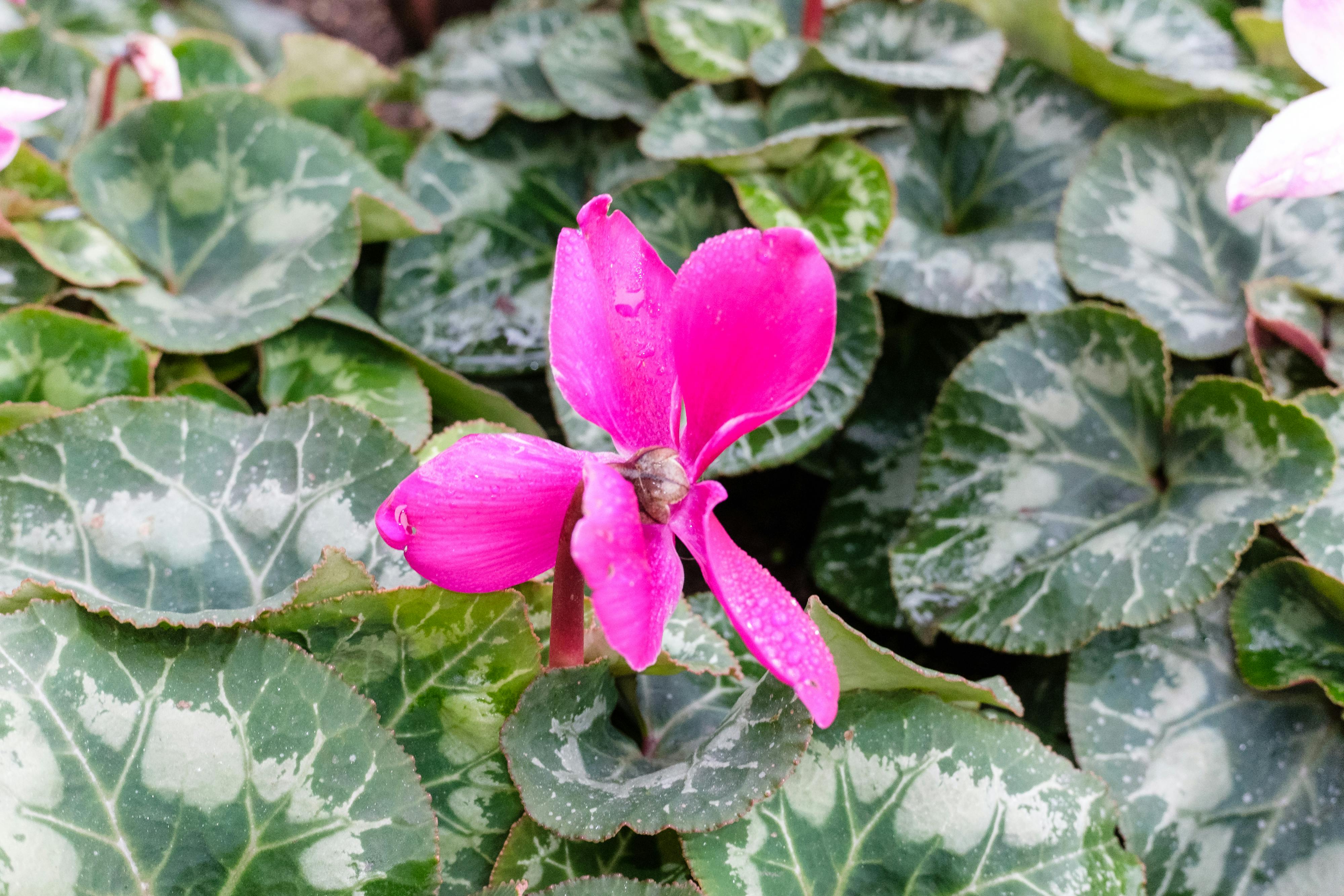 Vibrant Pink Cyclamen Flower in Garden Setting · Free Stock Photo