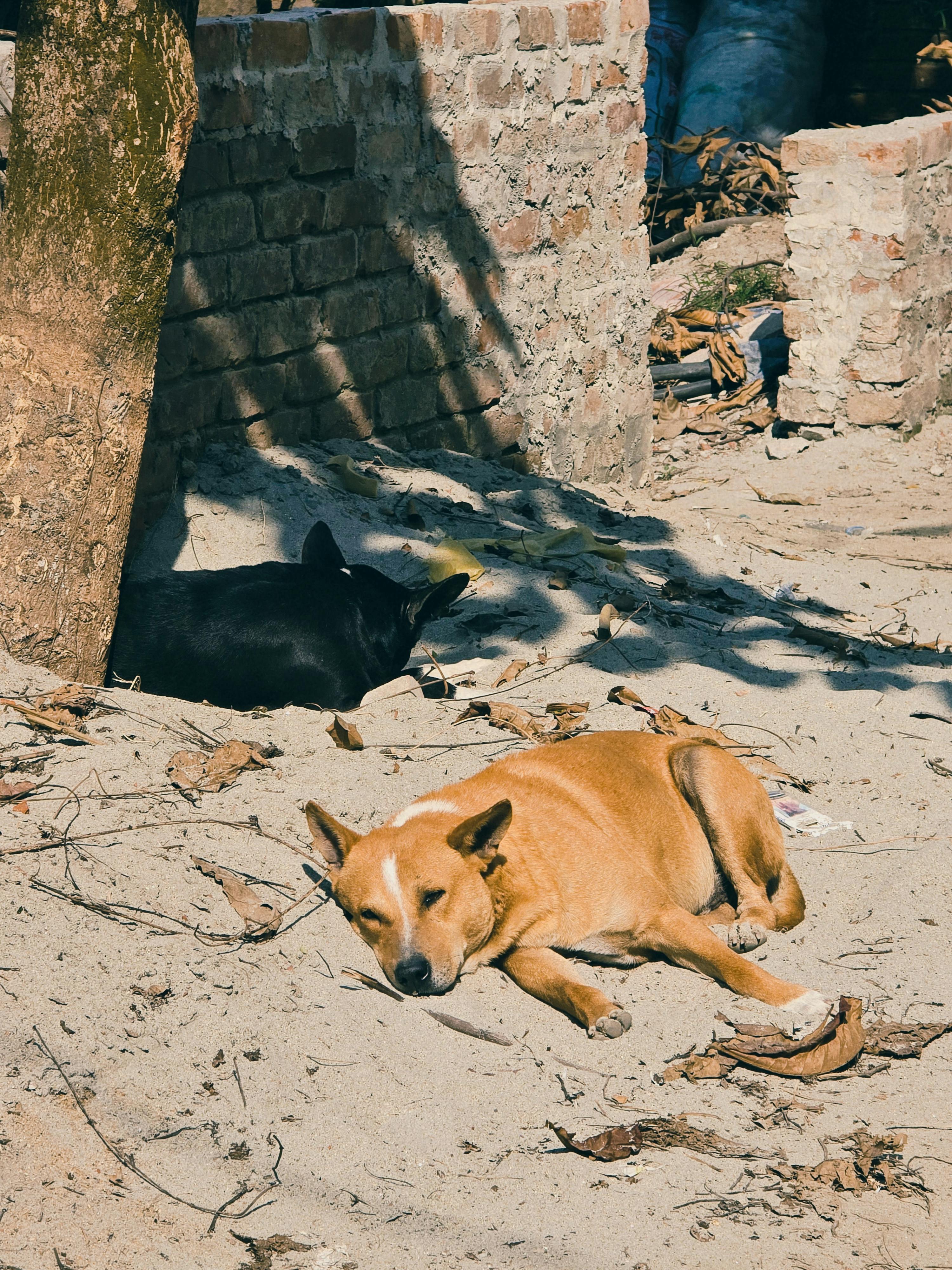 Dogs Relaxing in Sunlit Dhaka Ruins · Free Stock Photo