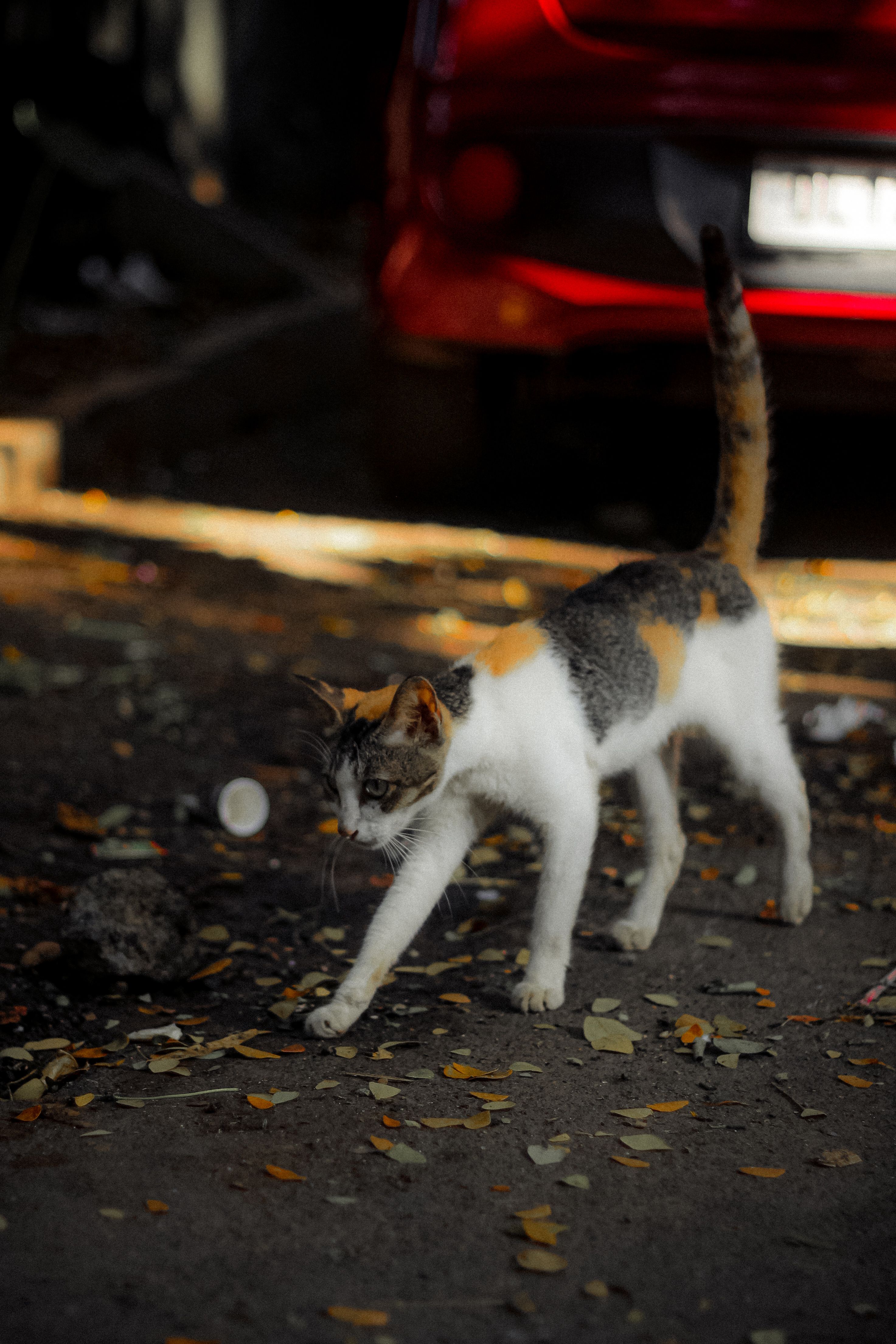Calico Cat Strolling in Urban Setting · Free Stock Photo