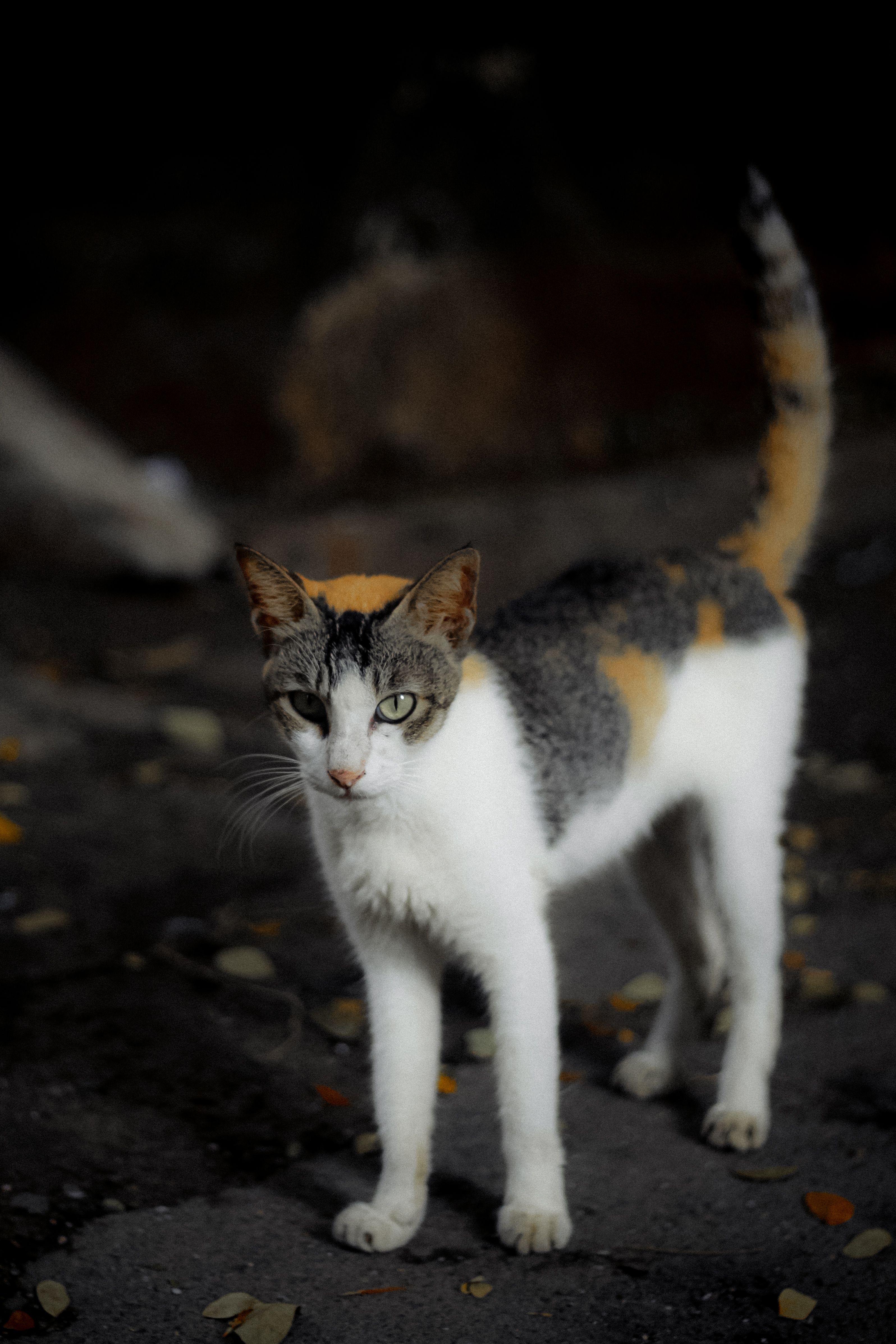 Calico Cat Standing Outdoors at Night · Free Stock Photo