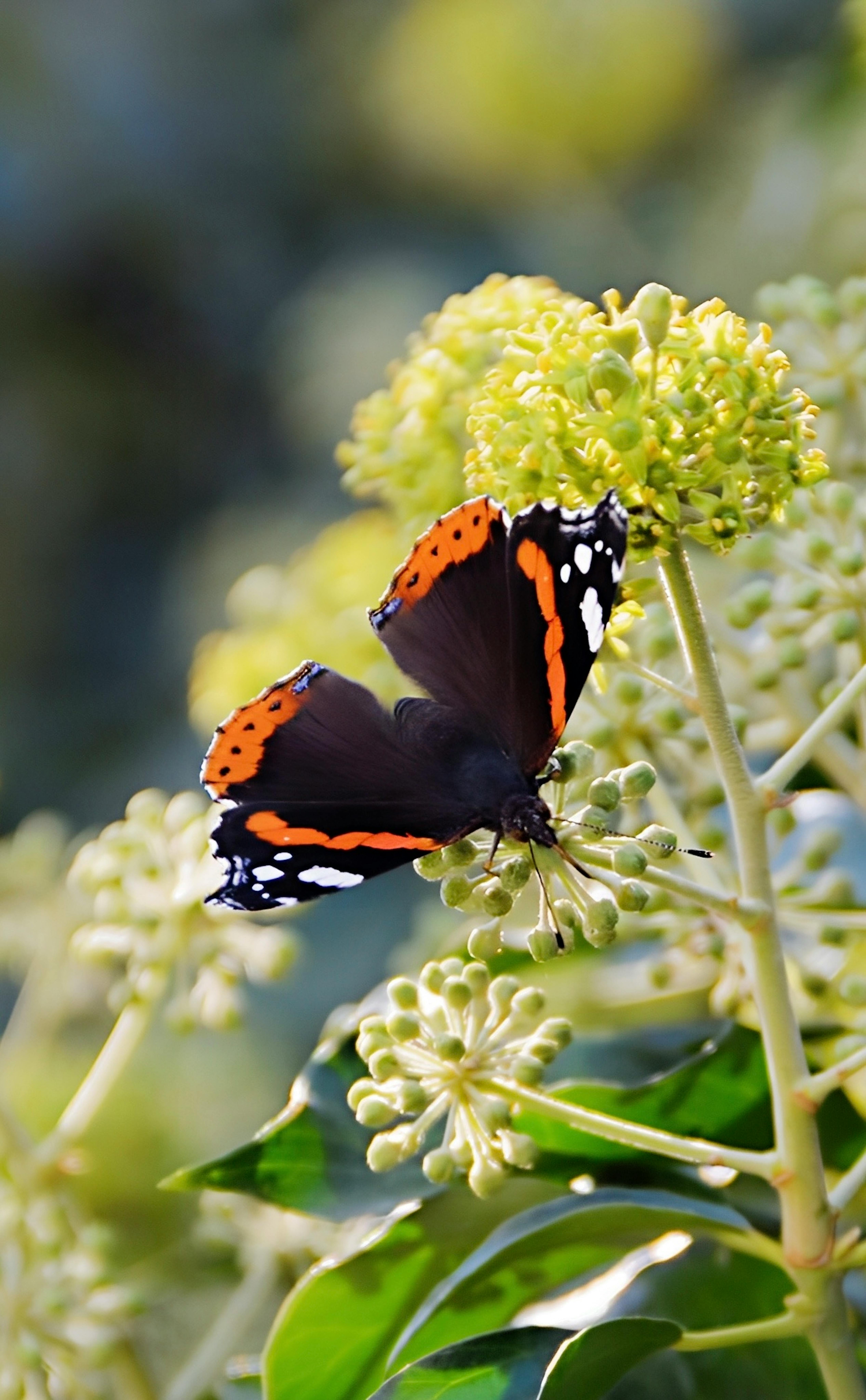 Vibrant Red Admiral Butterfly on Flowers · Free Stock Photo