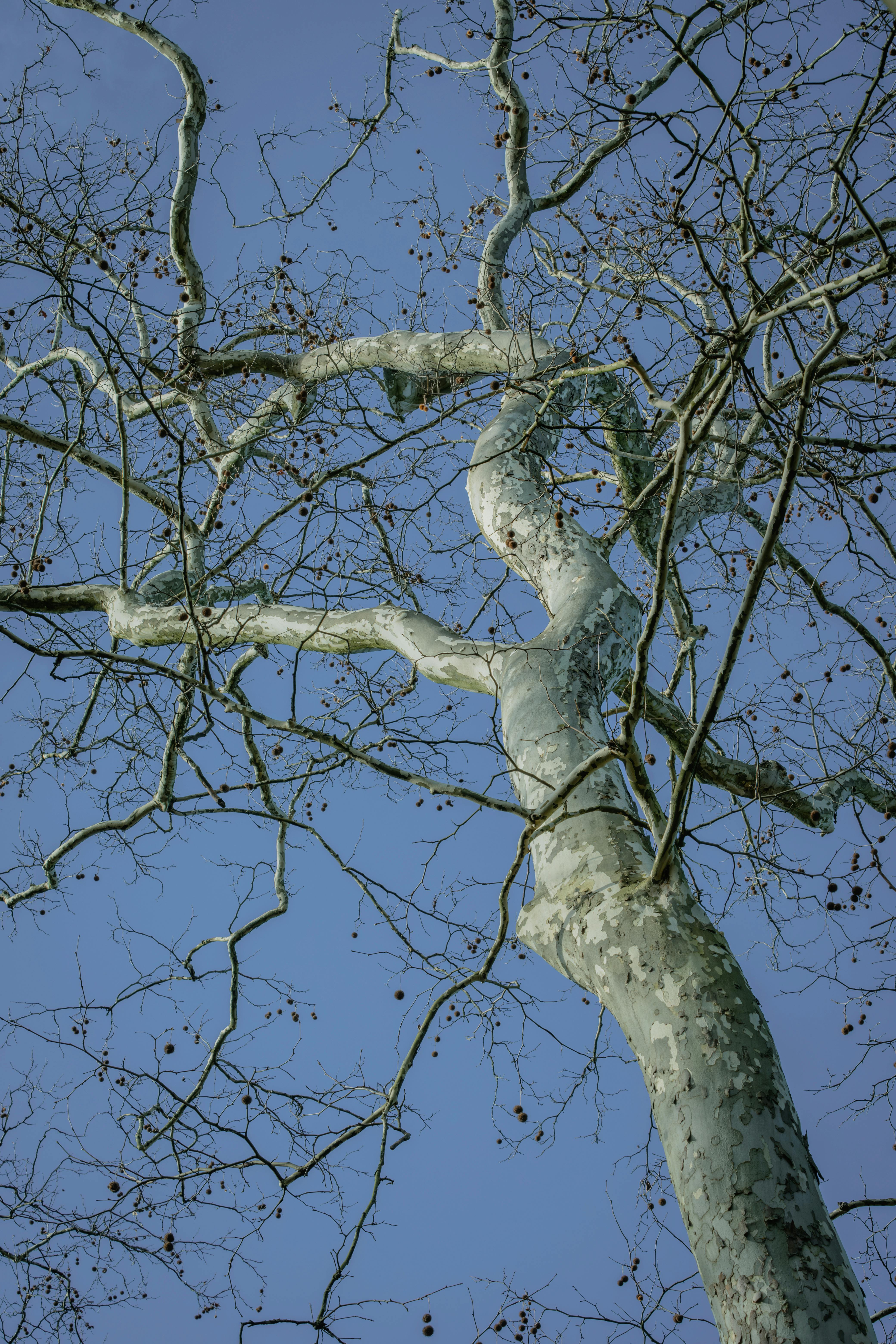 Spring Tree Canopy Against Clear Blue Sky · Free Stock Photo