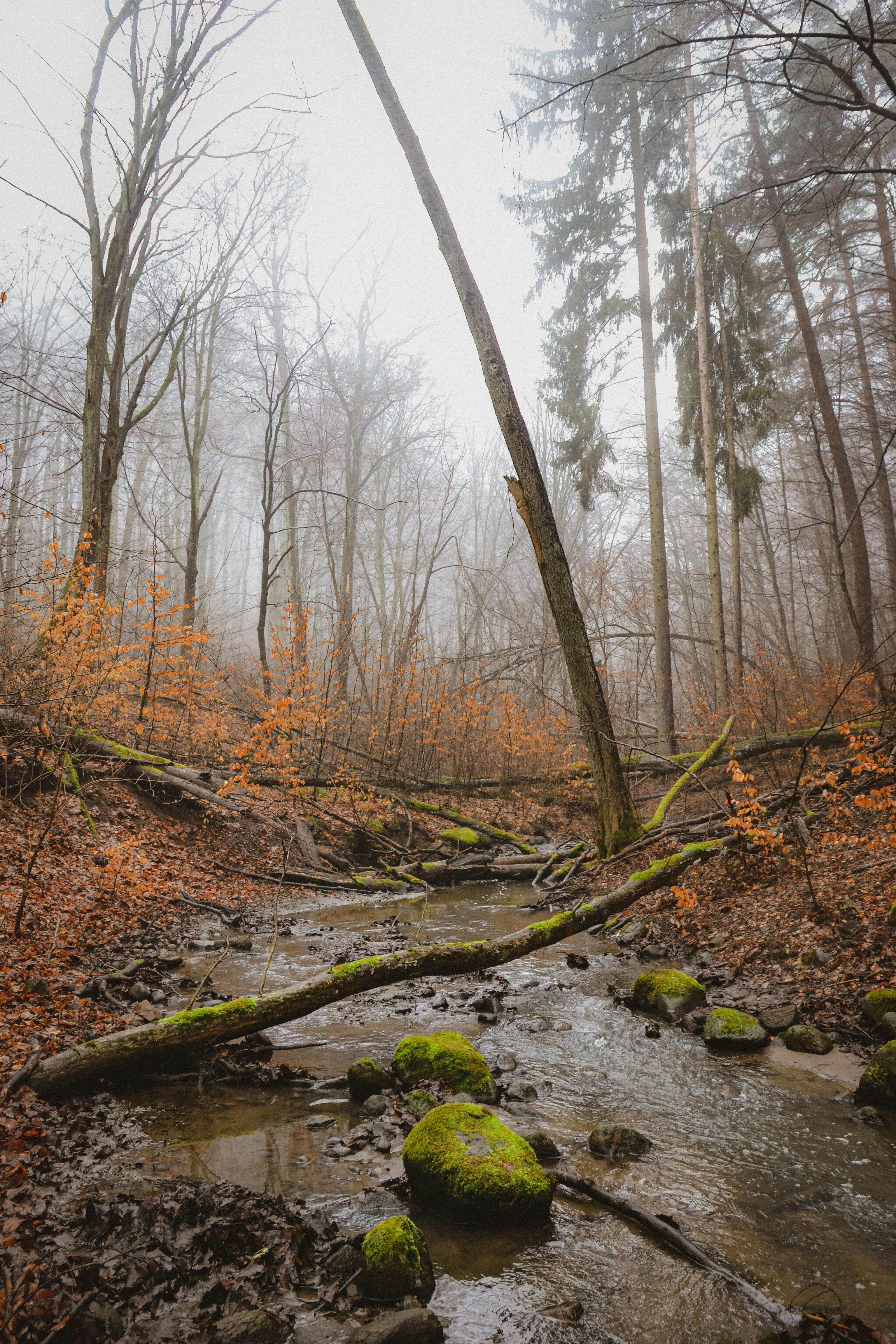 Serene Forest Stream Scene with Mossy Rocks · Free Stock Photo