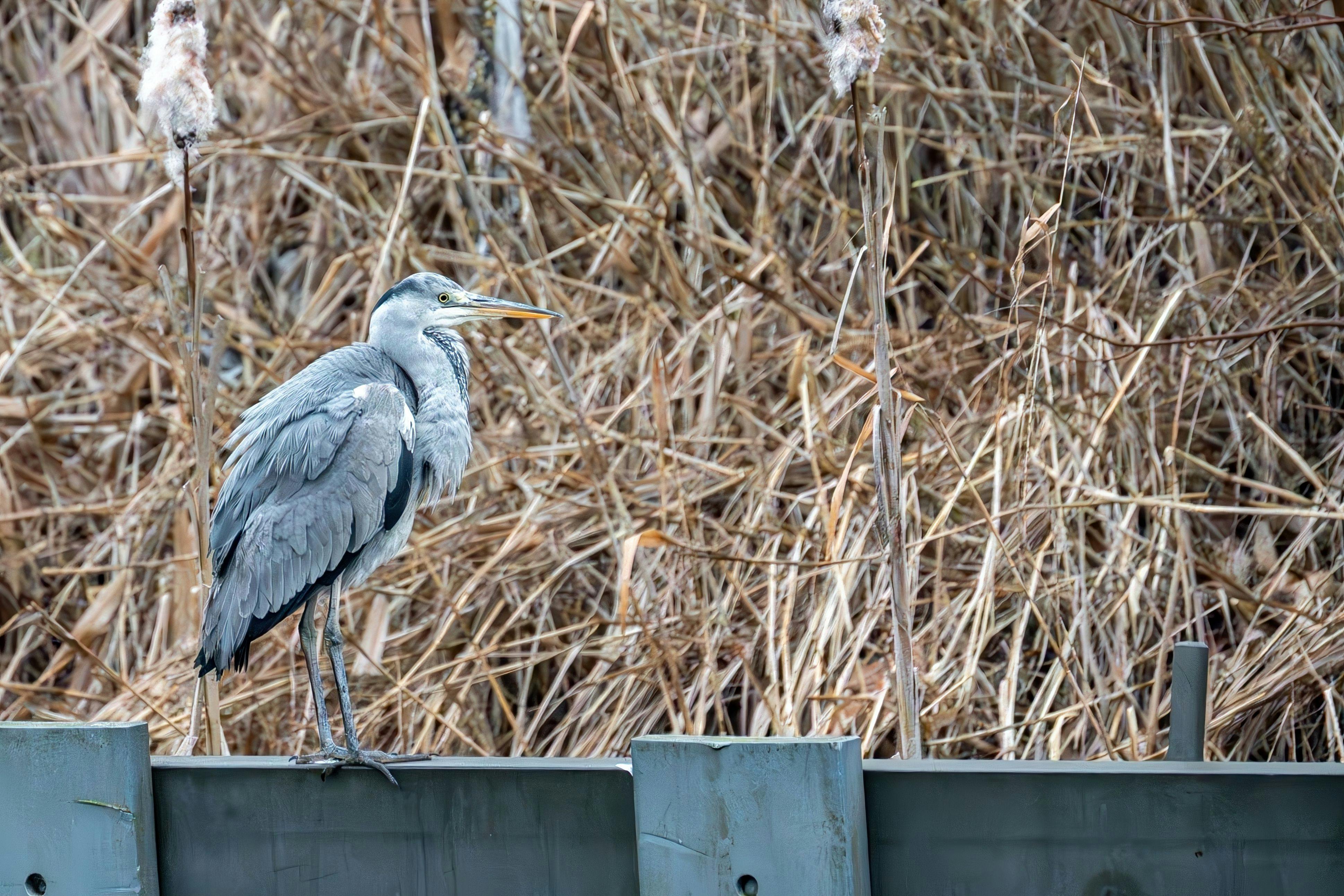 Grey Pfp Photos, Download The BEST Free Grey Pfp Stock Photos & HD Images